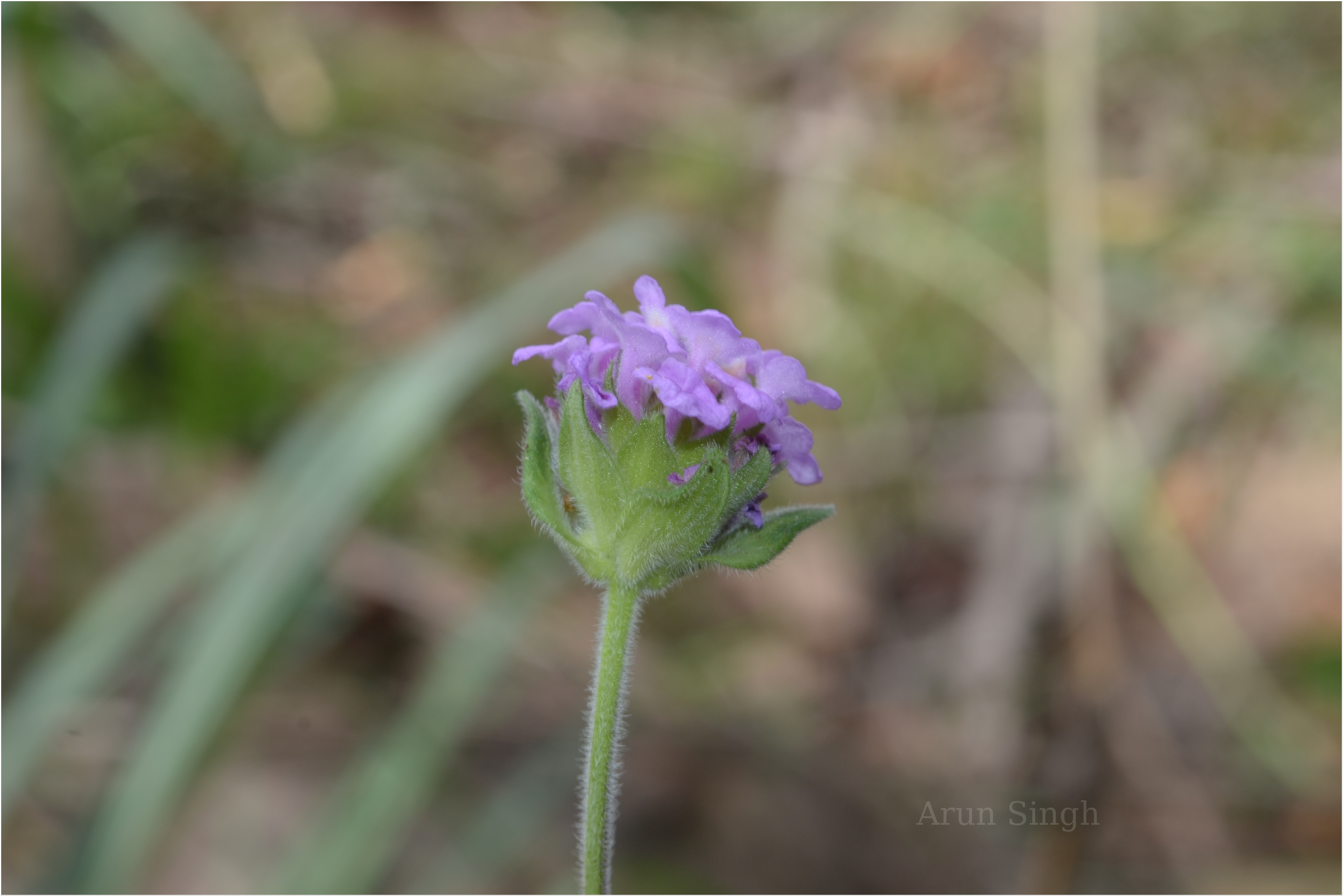 India Flora Online