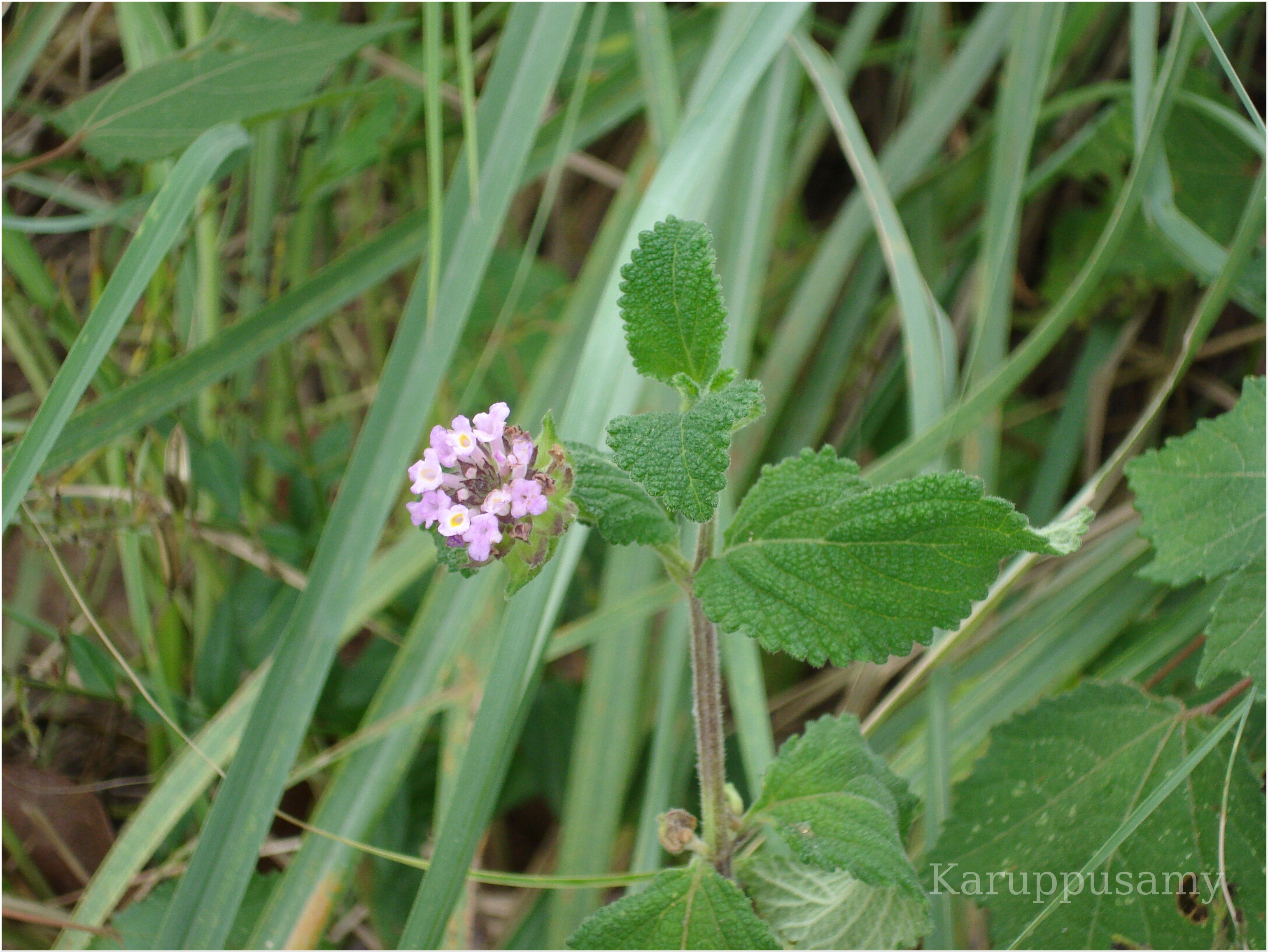 India Flora Online