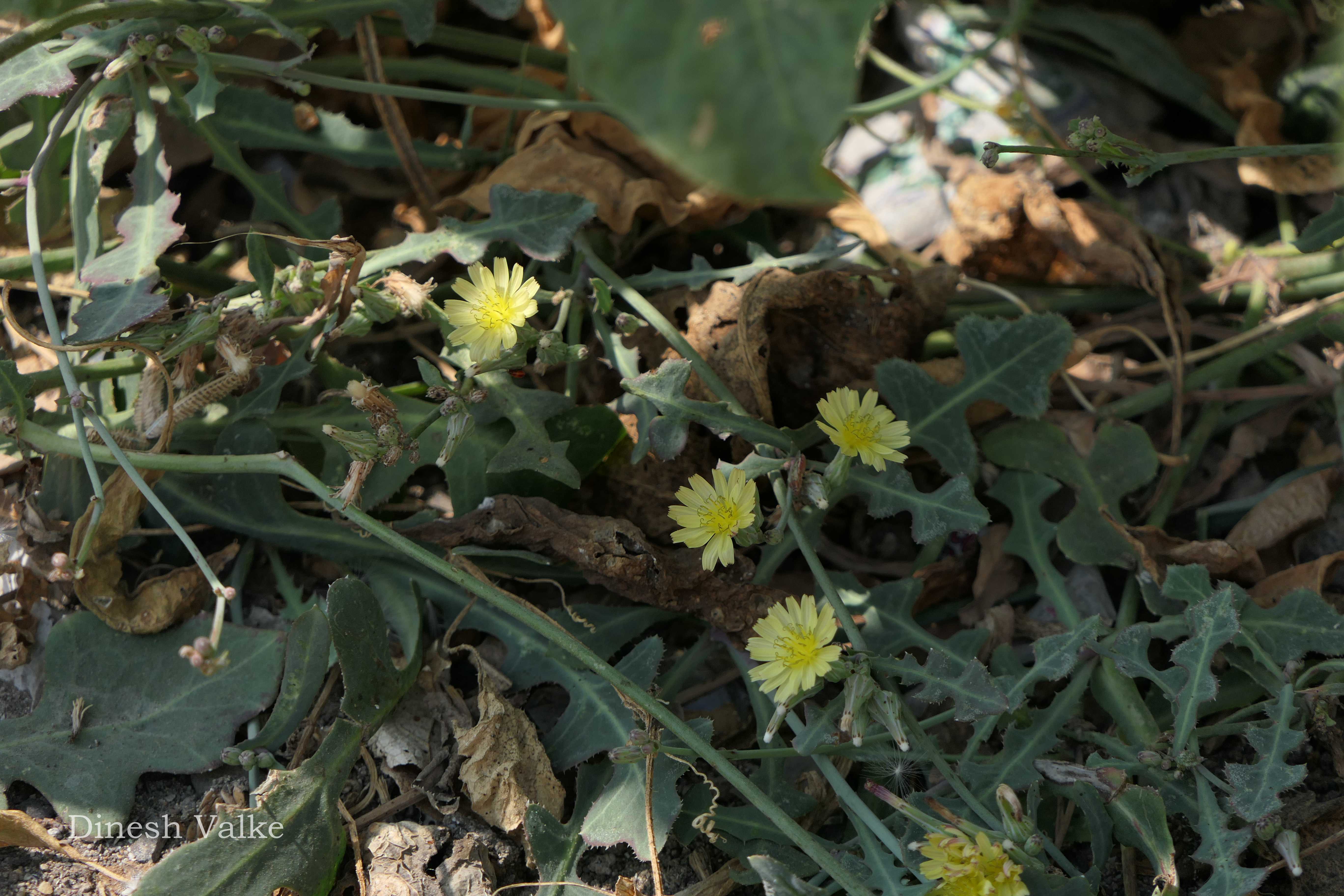 India Flora Online