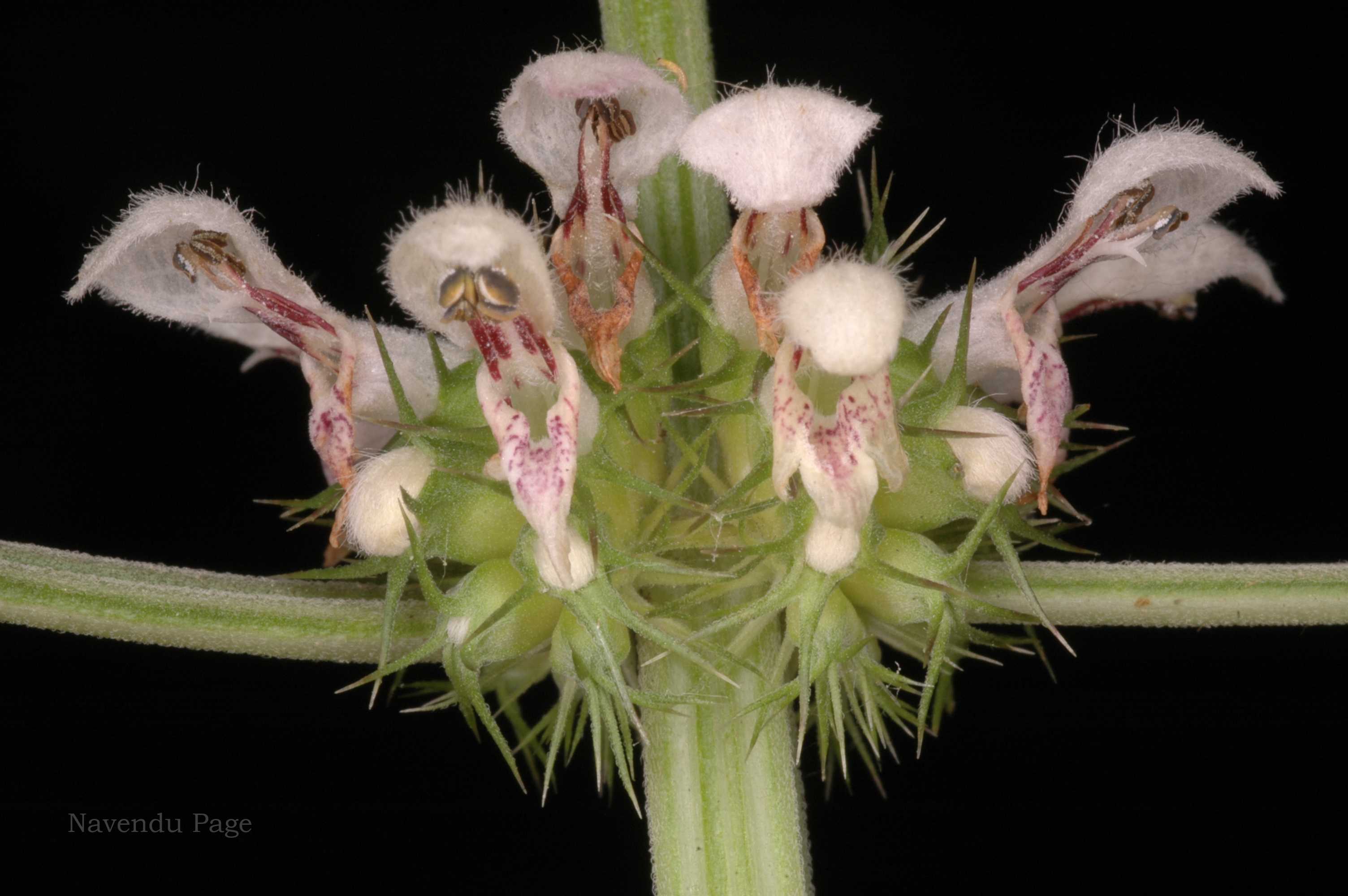India Flora Online