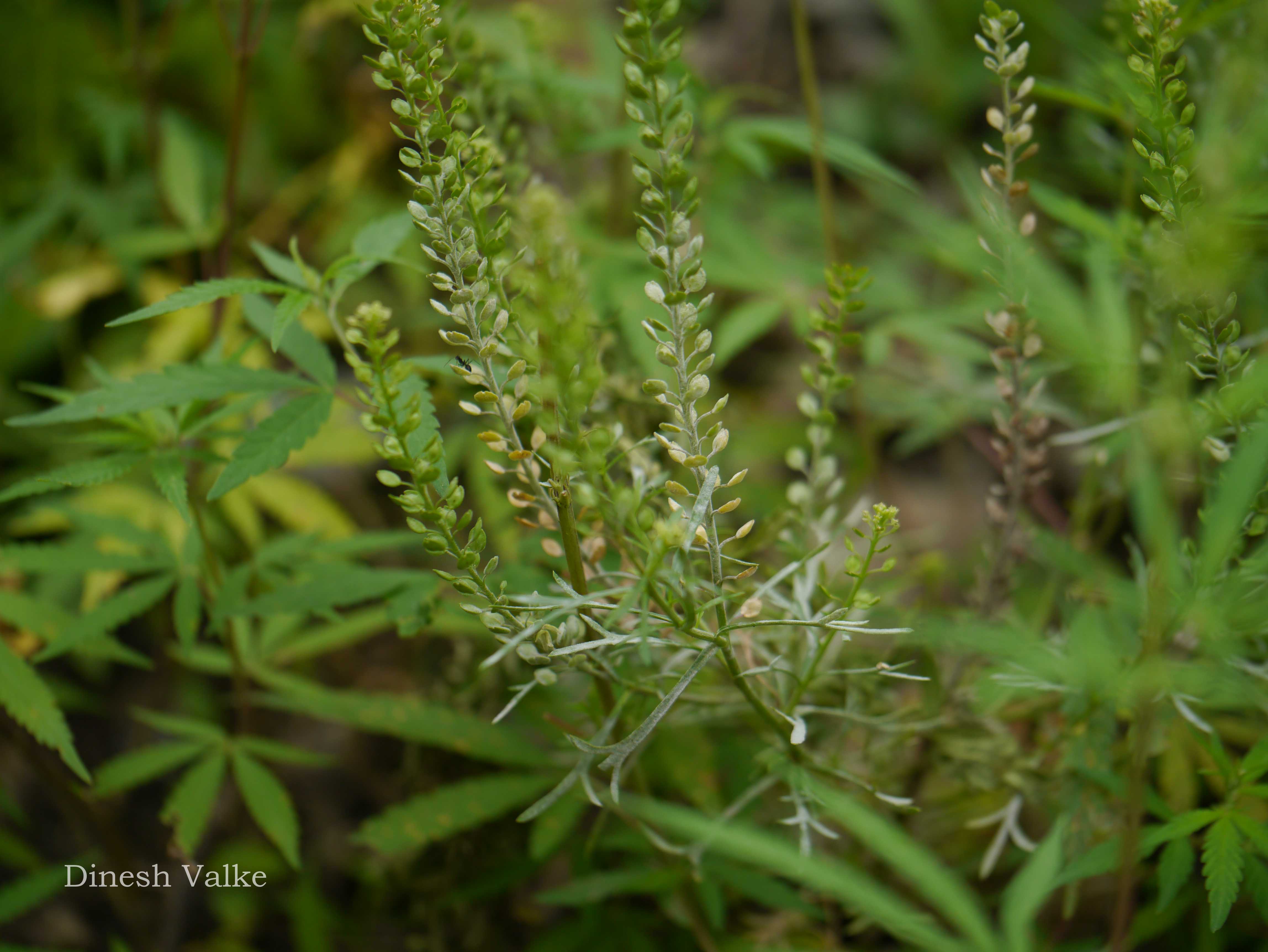 India Flora Online