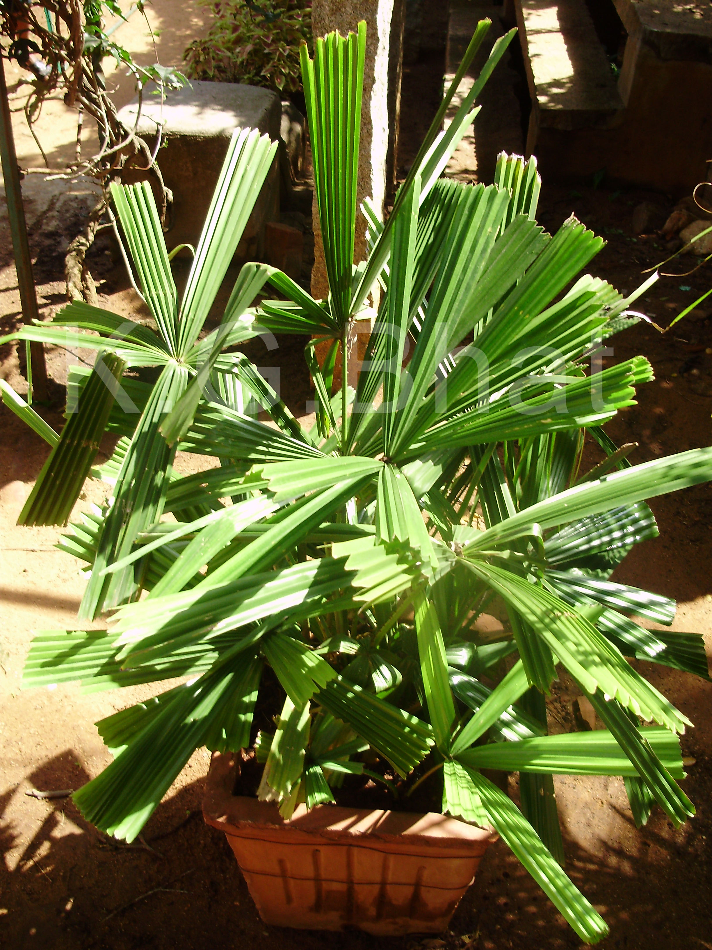 India Flora Online