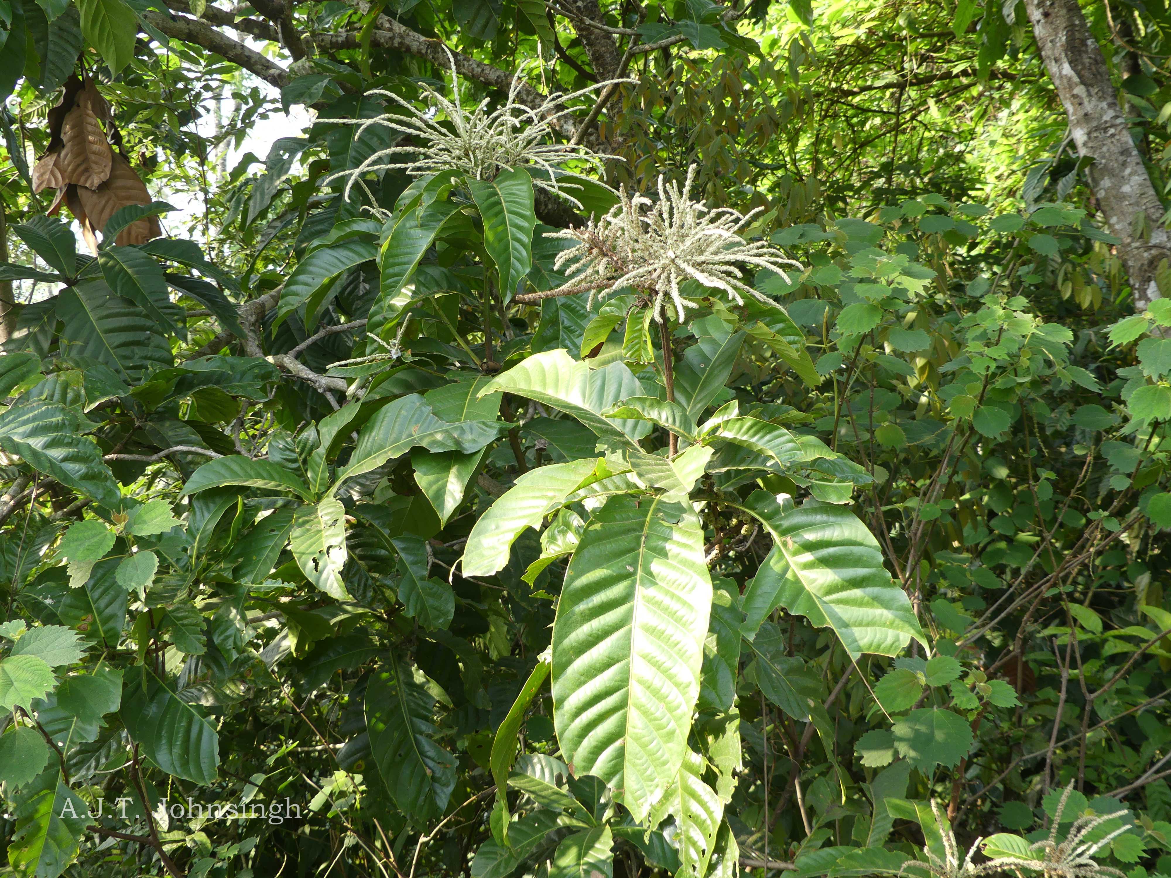 India Flora Online