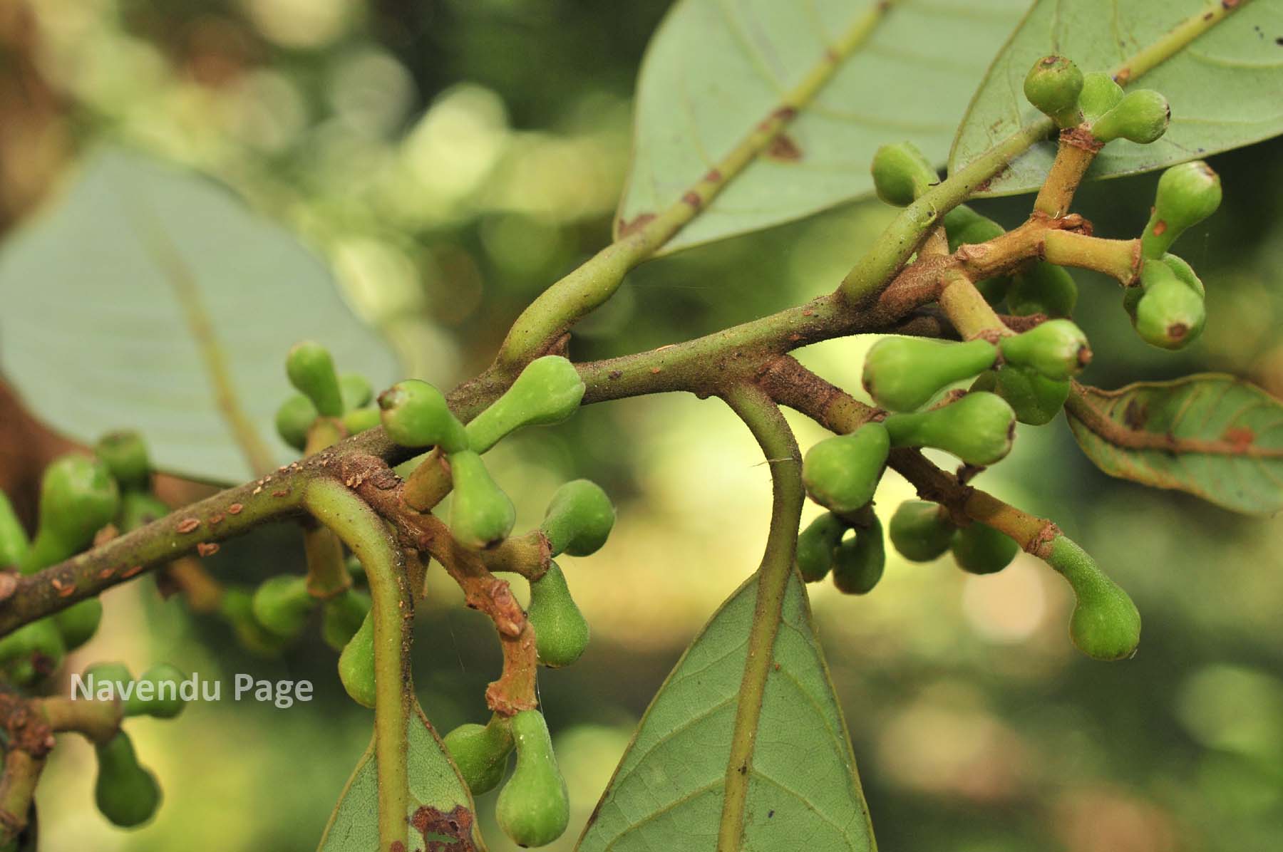 India Flora Online