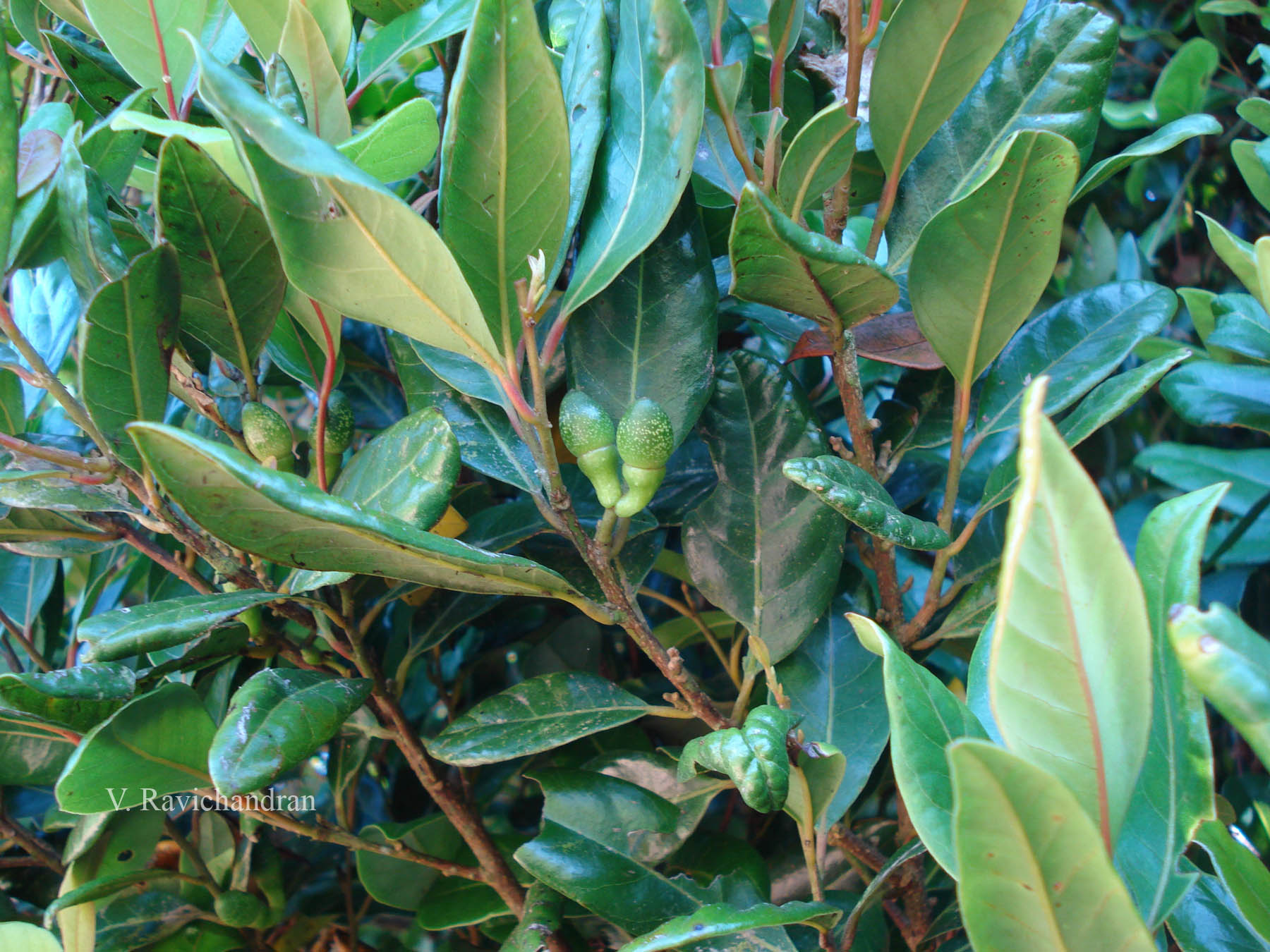 India Flora Online