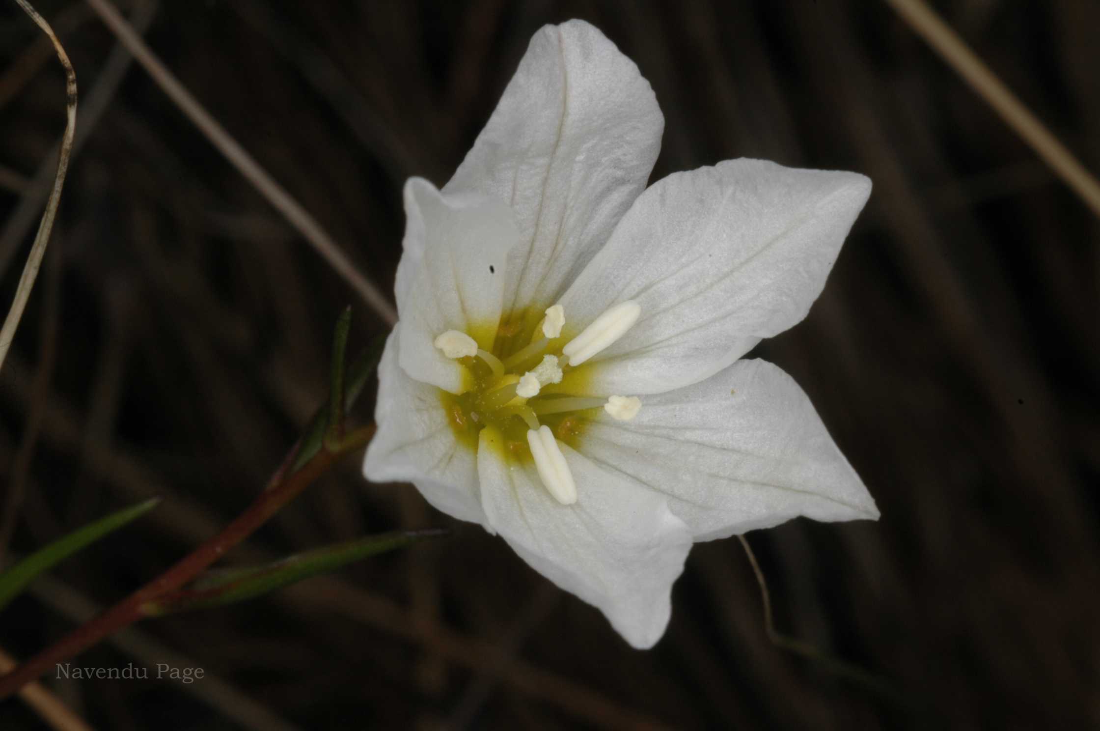 India Flora Online