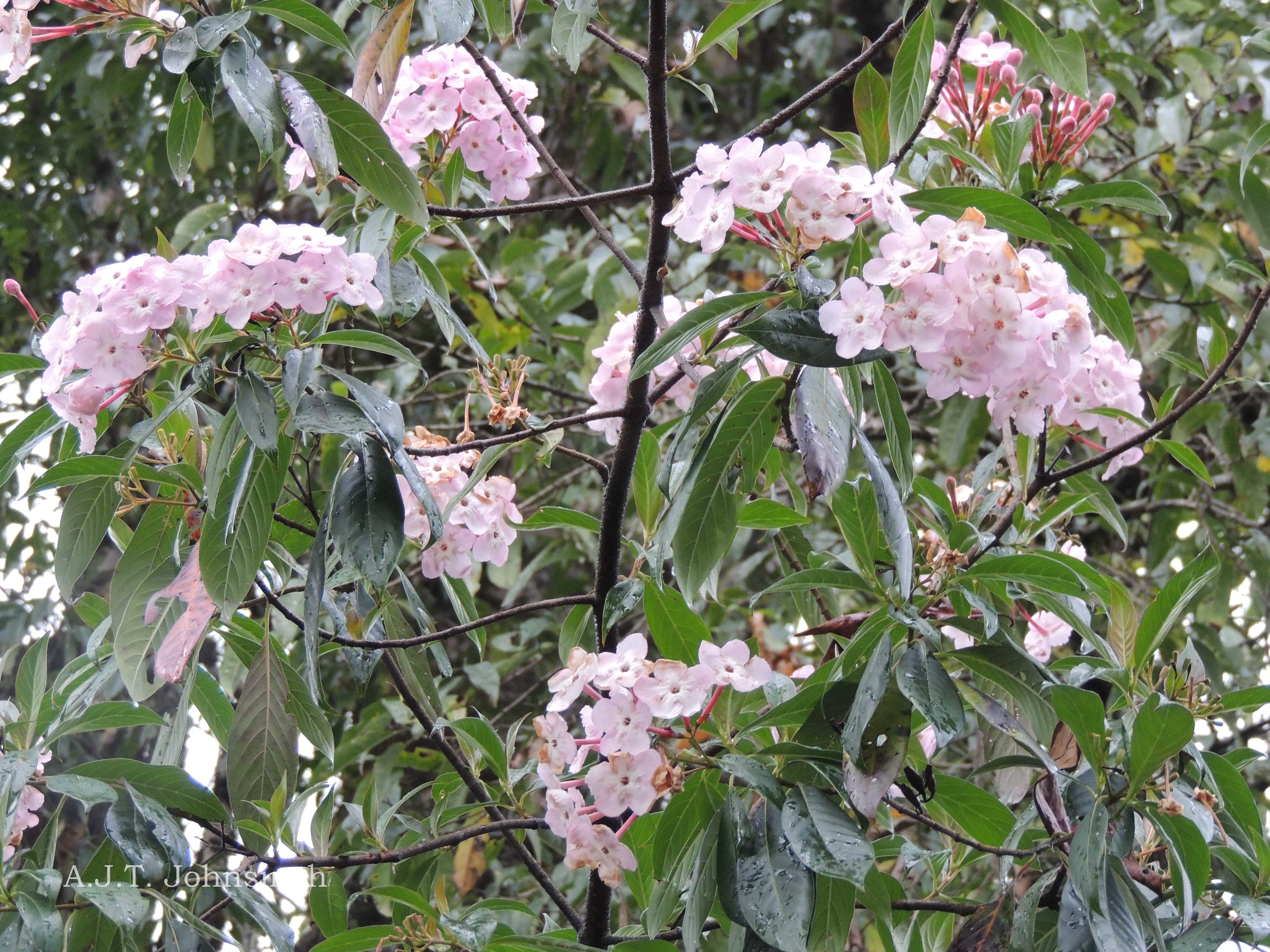 India Flora Online