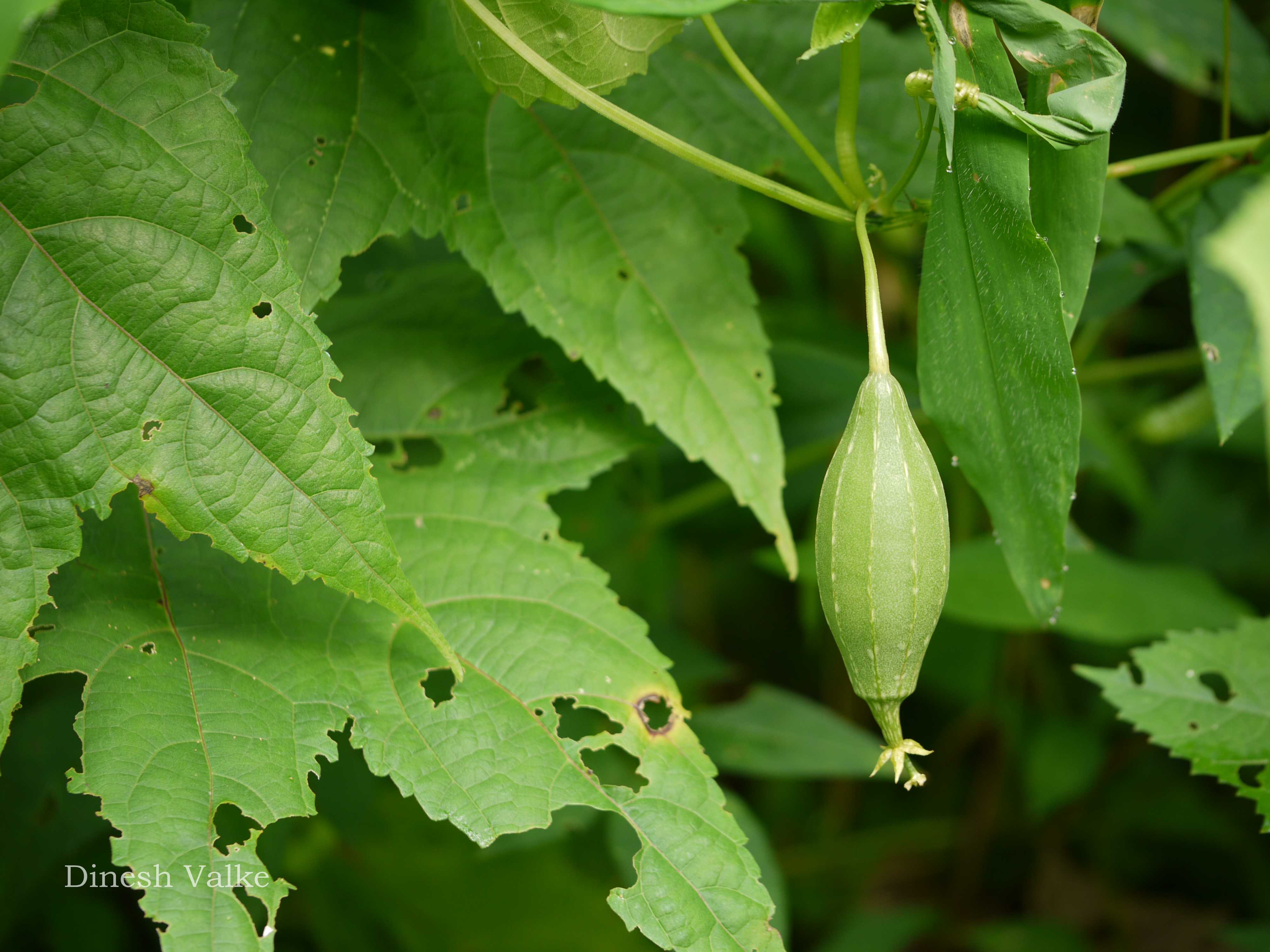 India Flora Online