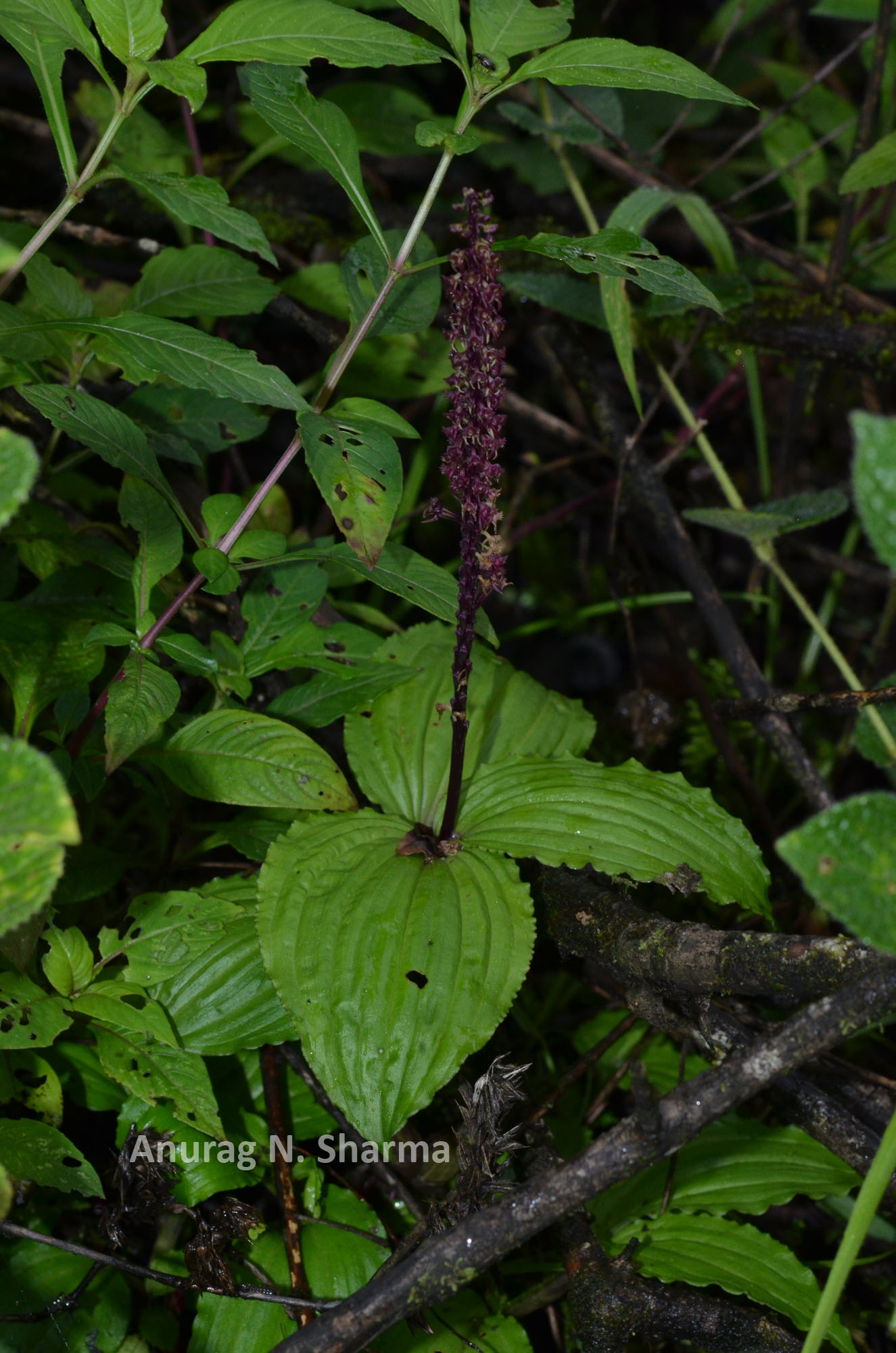 India Flora Online