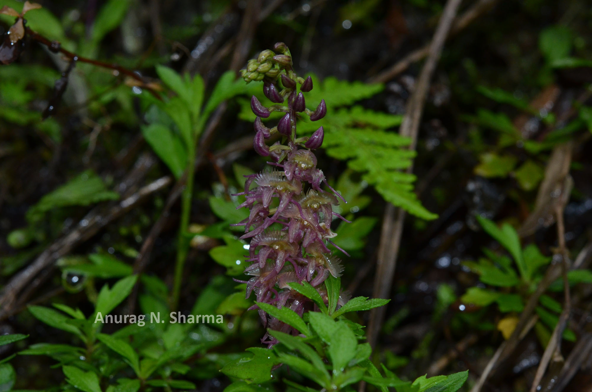 India Flora Online