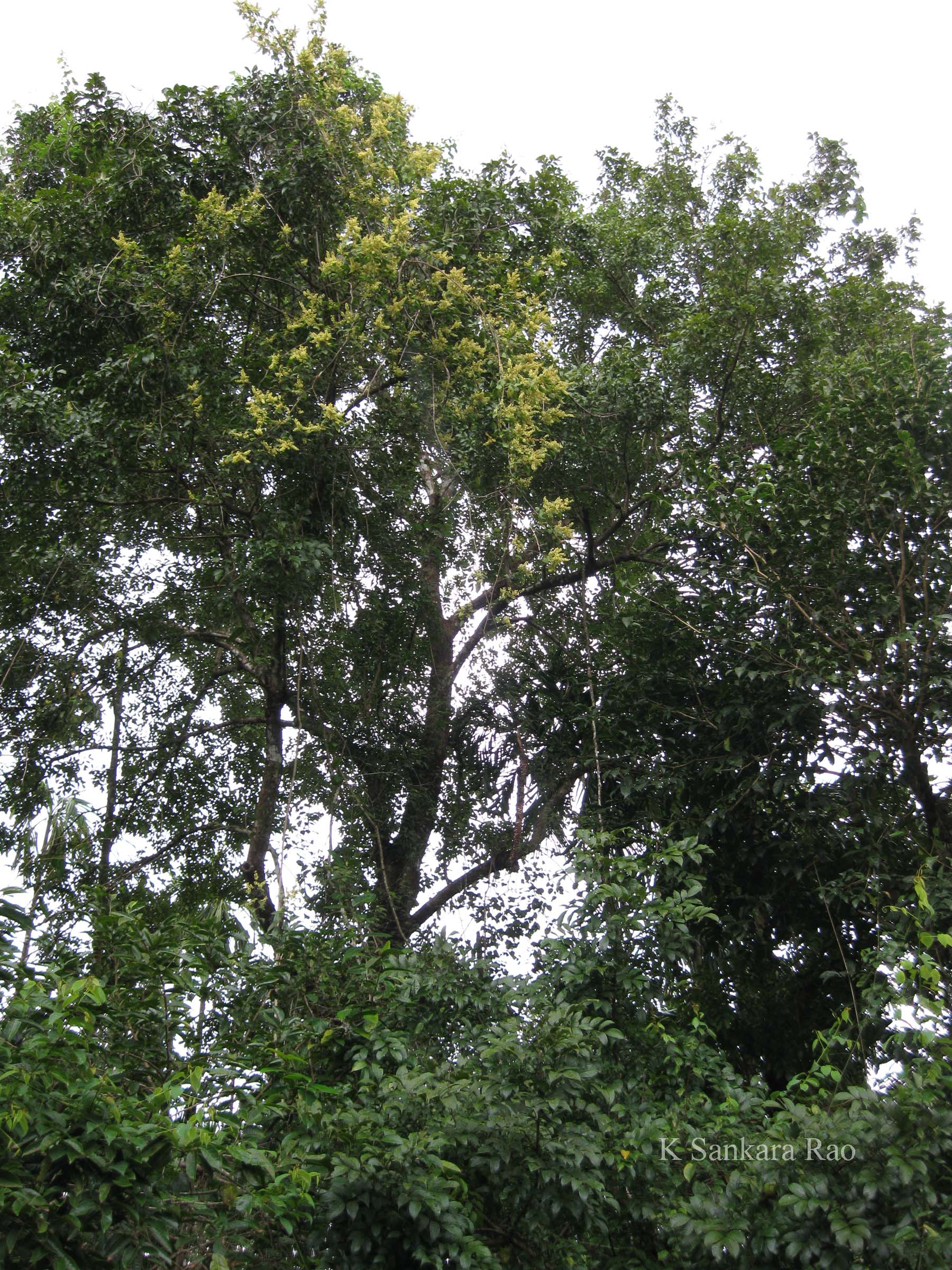 India Flora Online