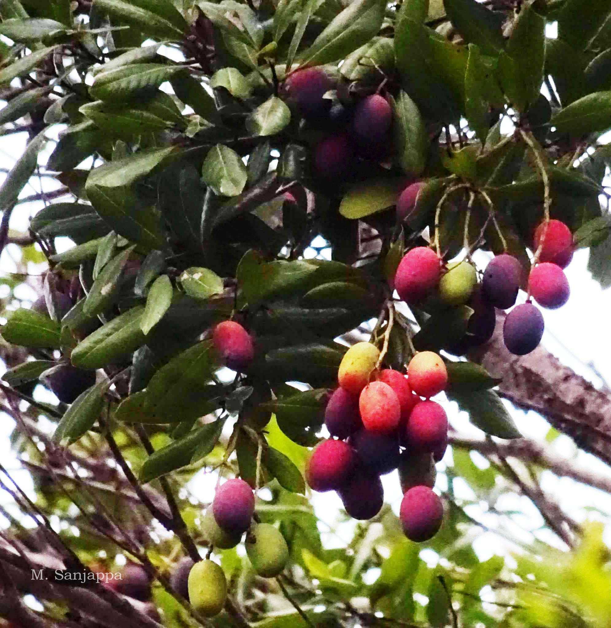 India Flora Online
