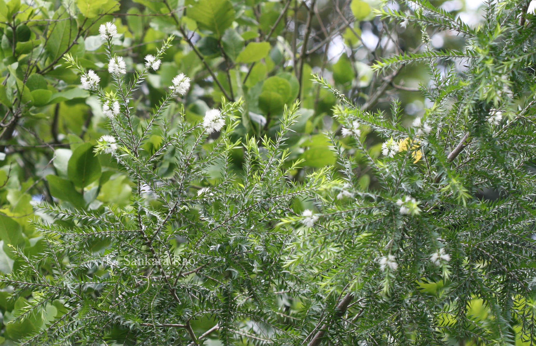 India Flora Online