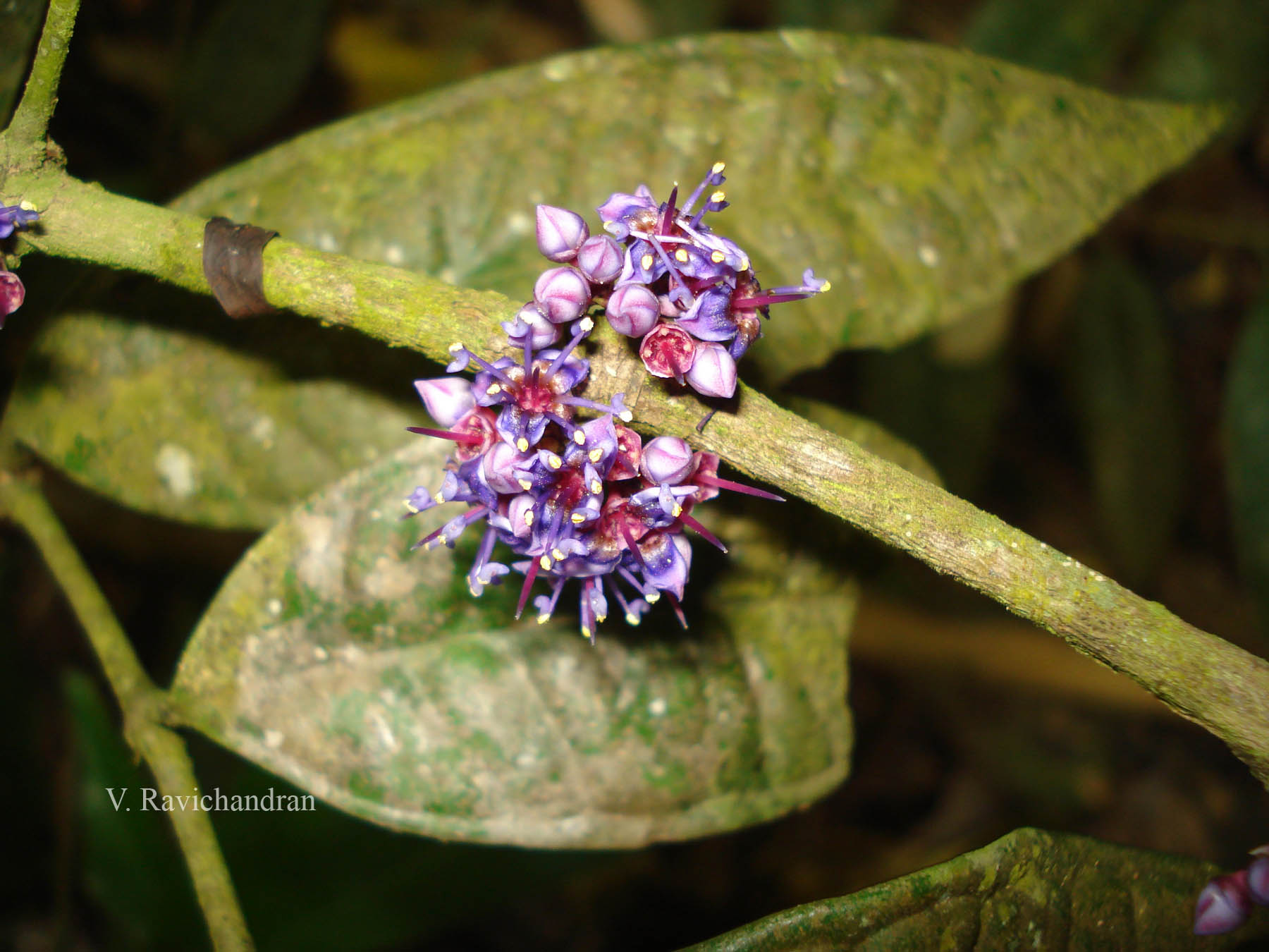 India Flora Online