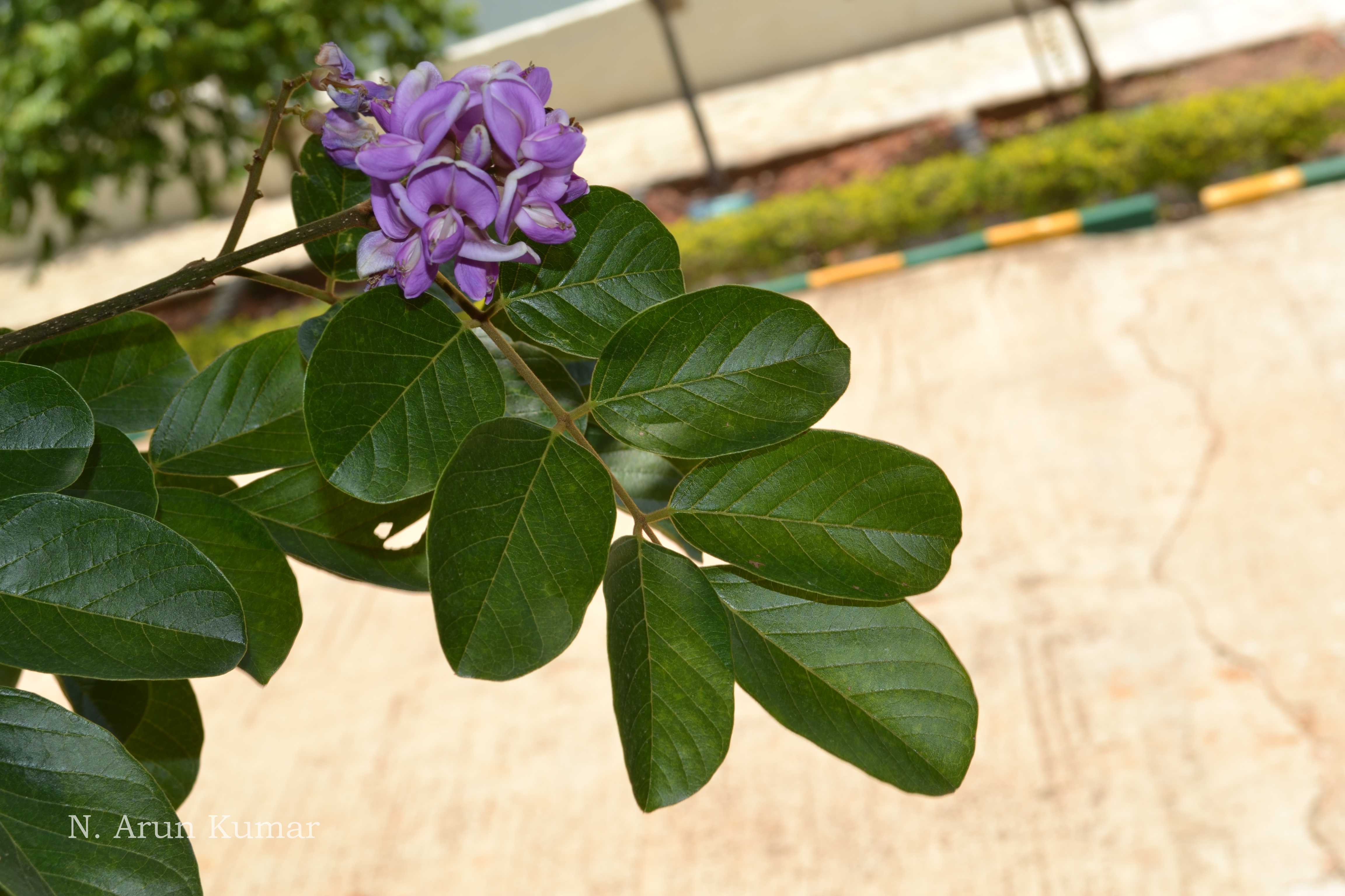 India Flora Online