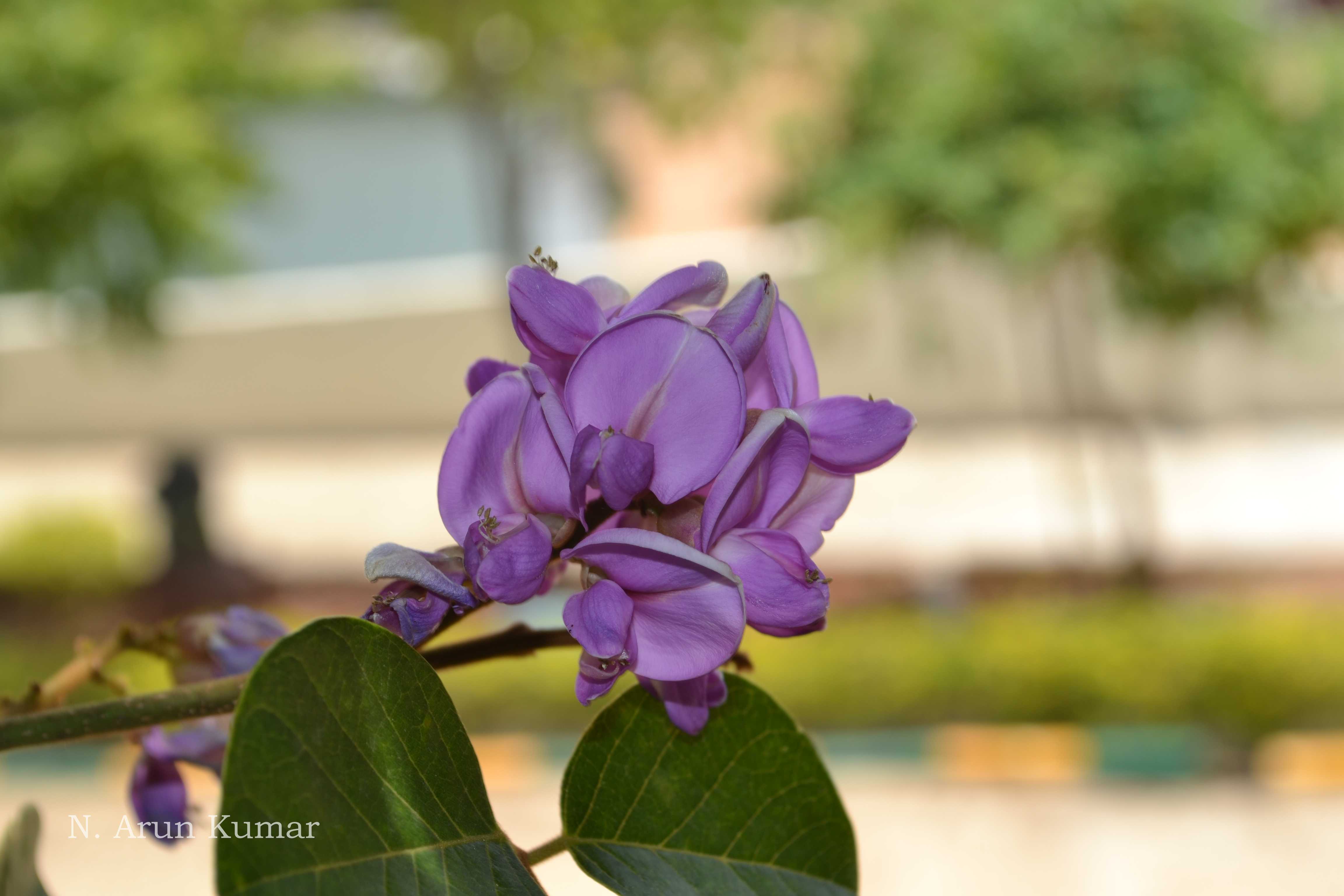 India Flora Online