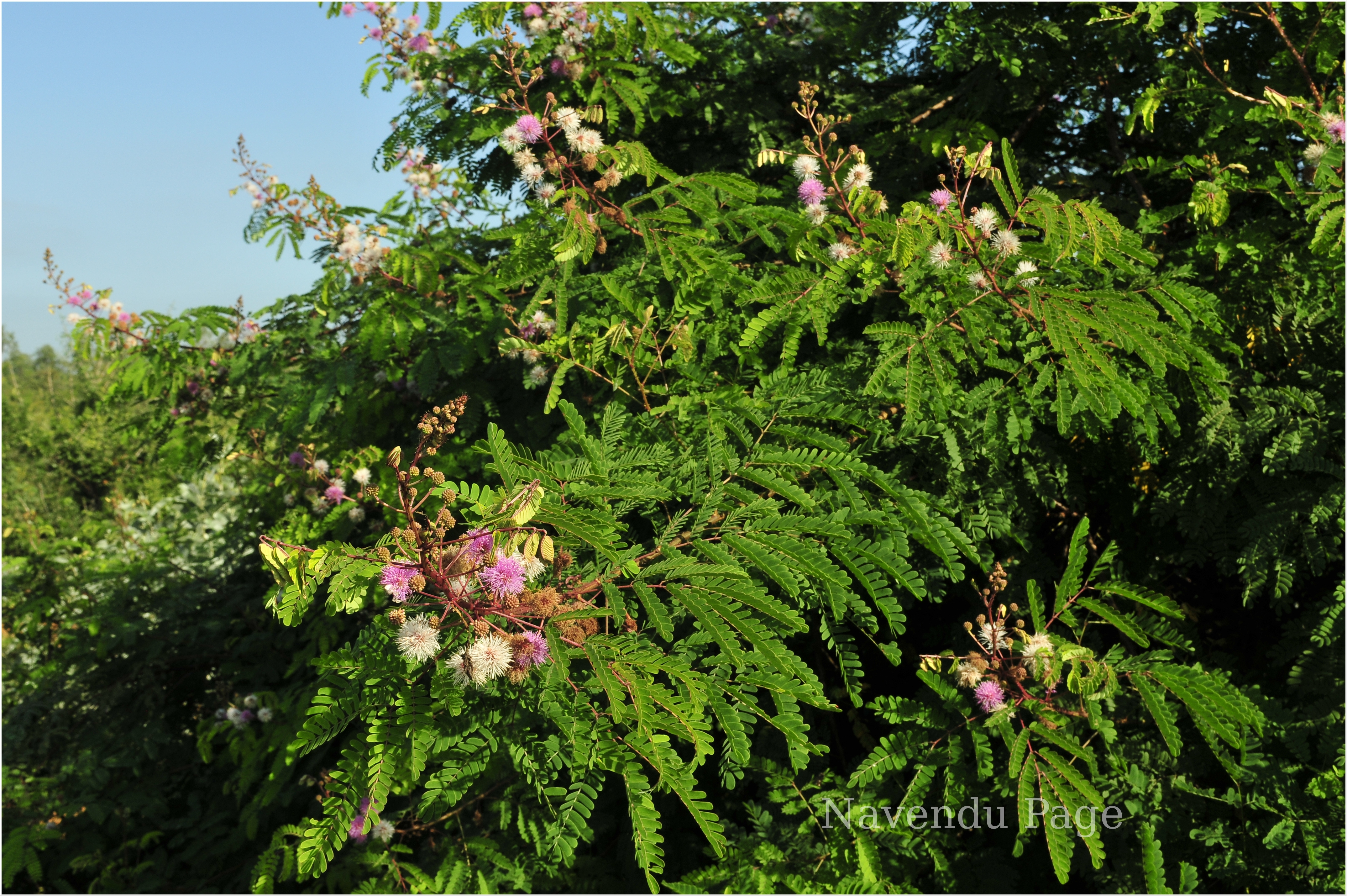 India Flora Online