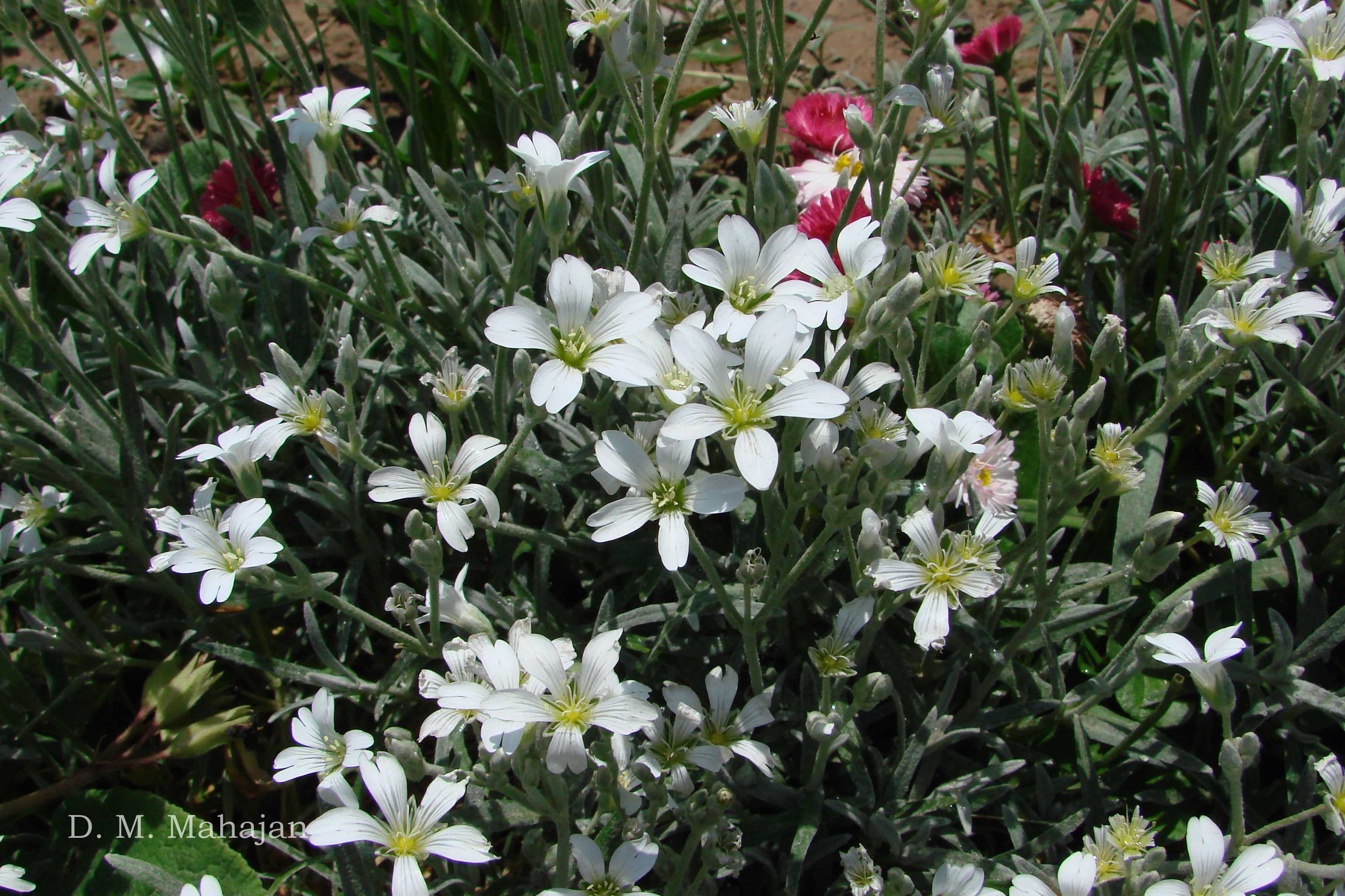 India Flora Online