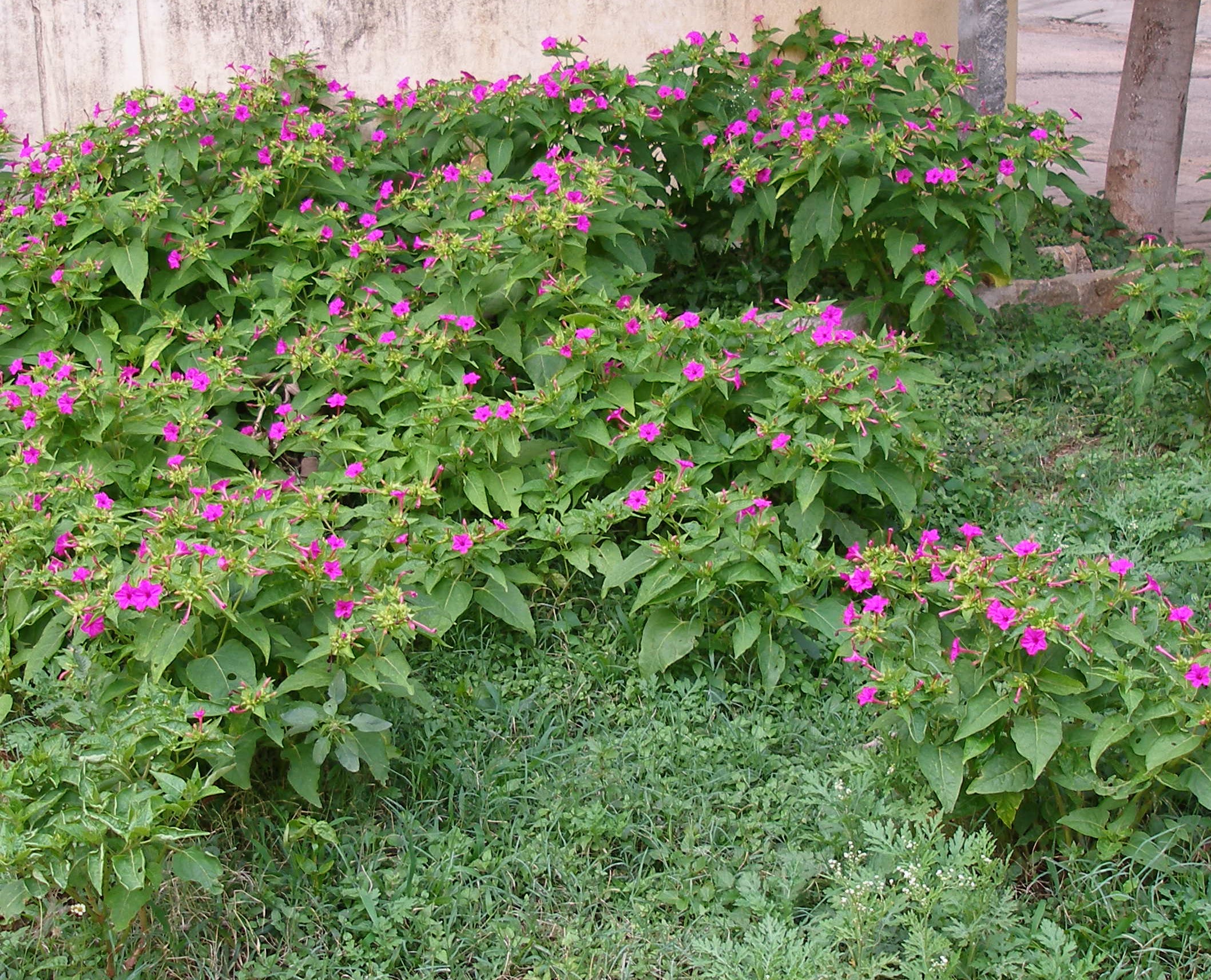 India Flora Online