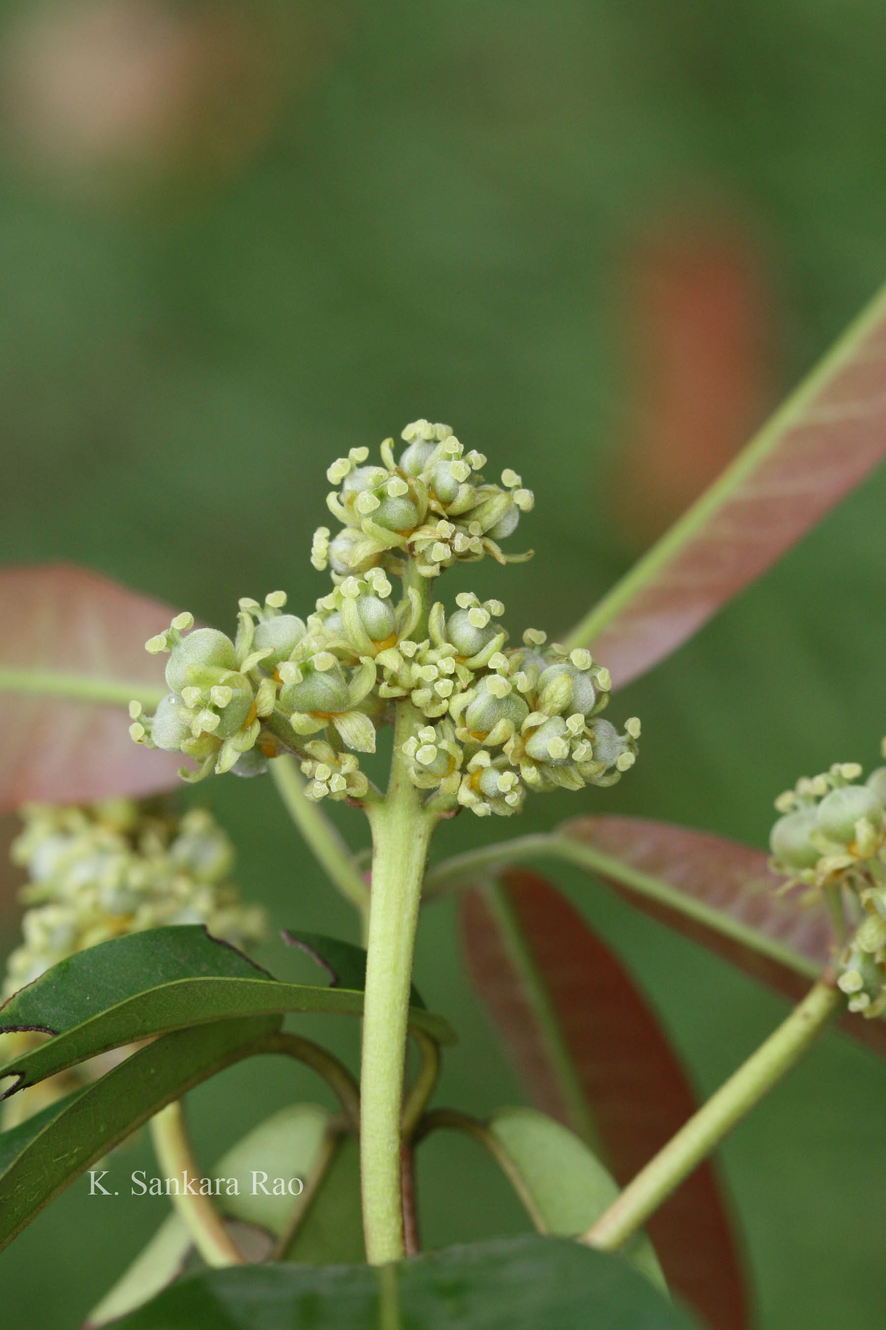 India Flora Online