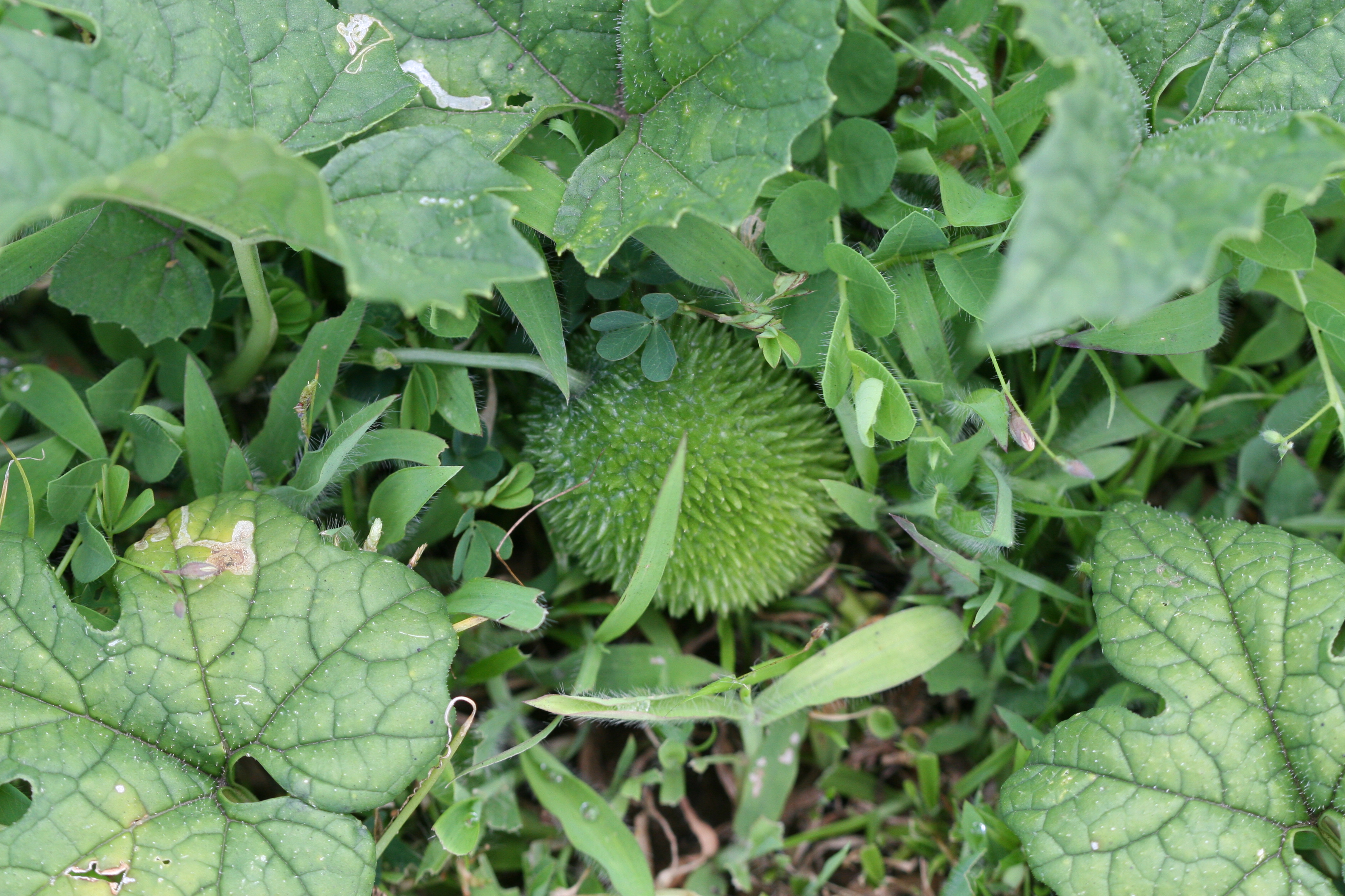India Flora Online