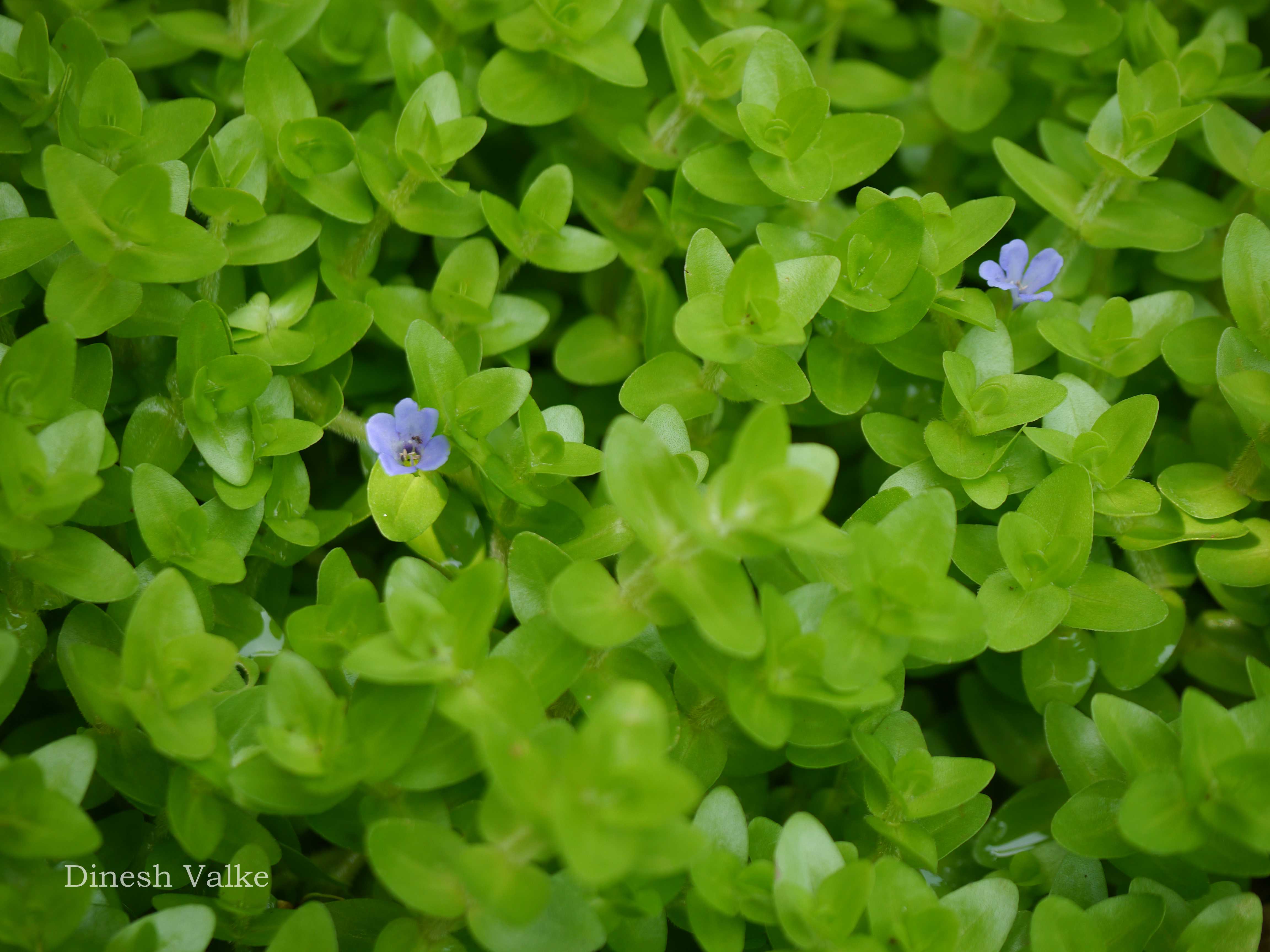 India Flora Online