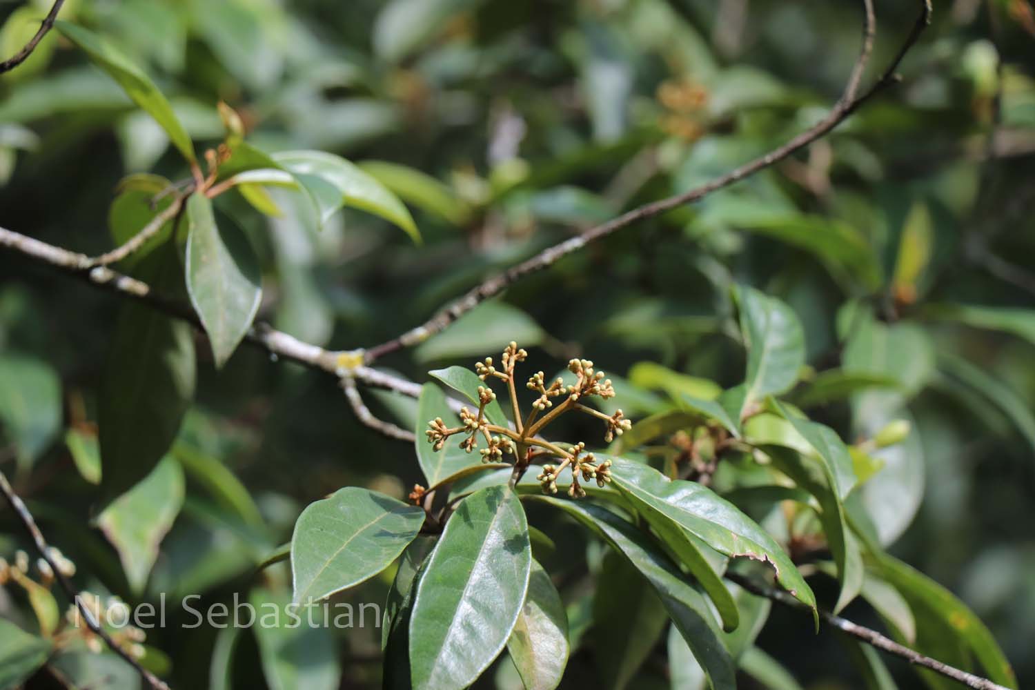 India Flora Online
