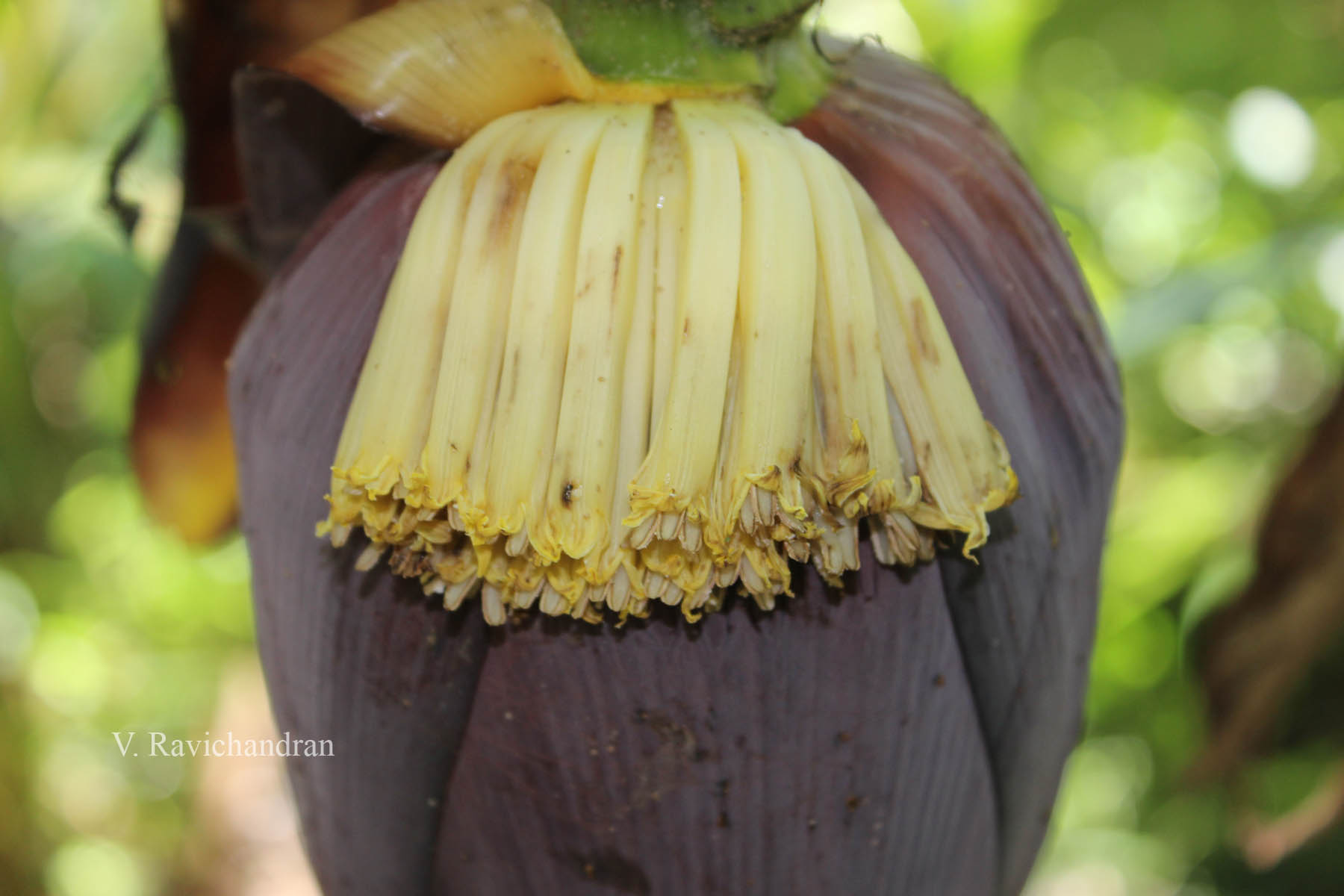 India Flora Online
