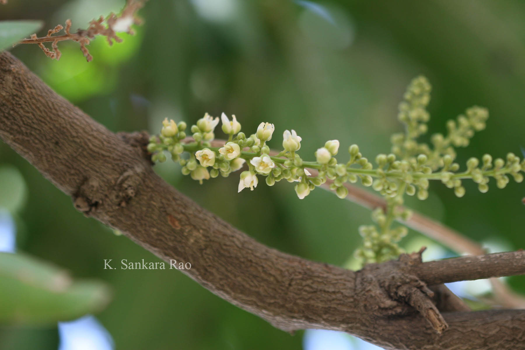 India Flora Online