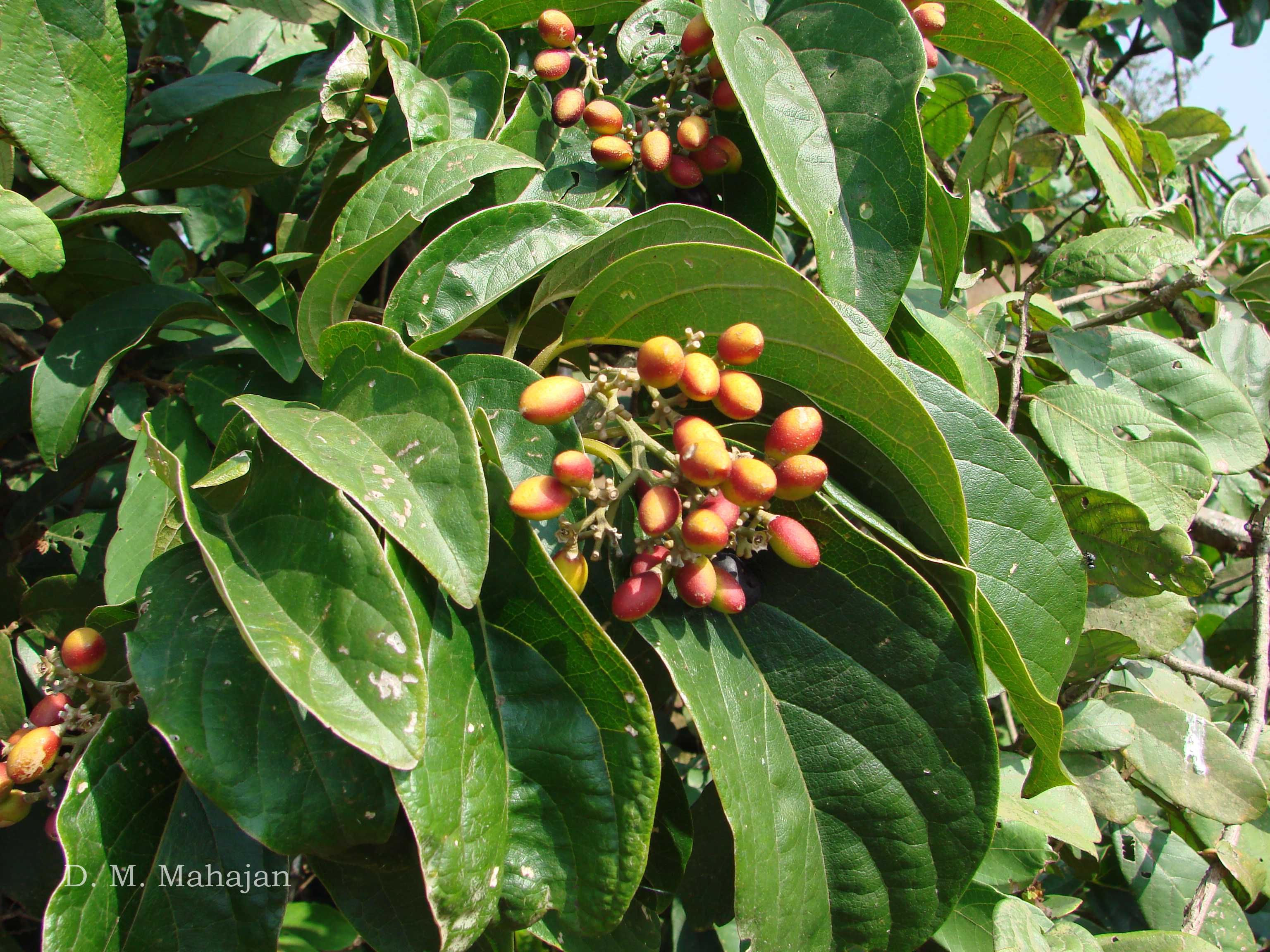 India Flora Online