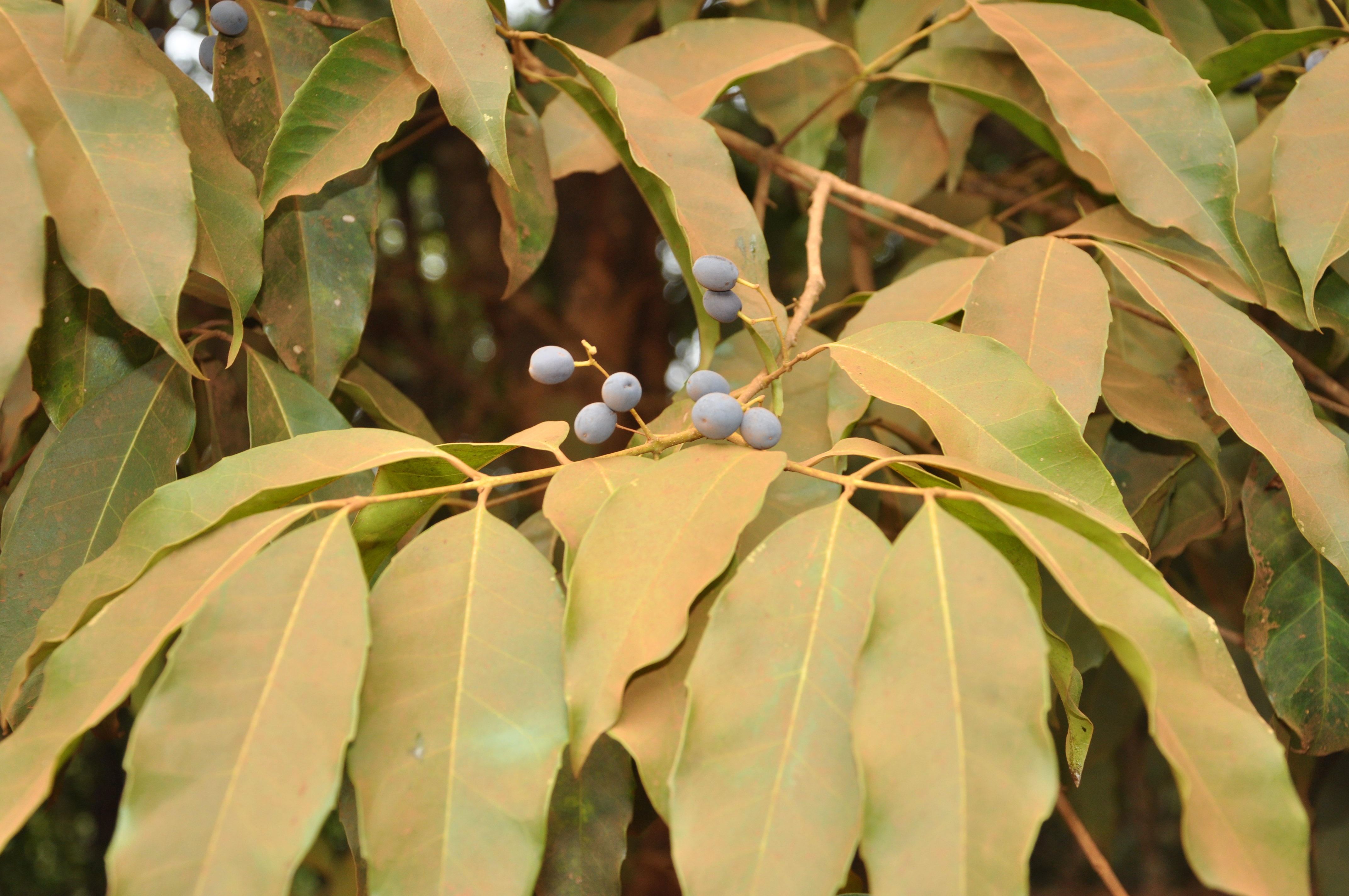 India Flora Online