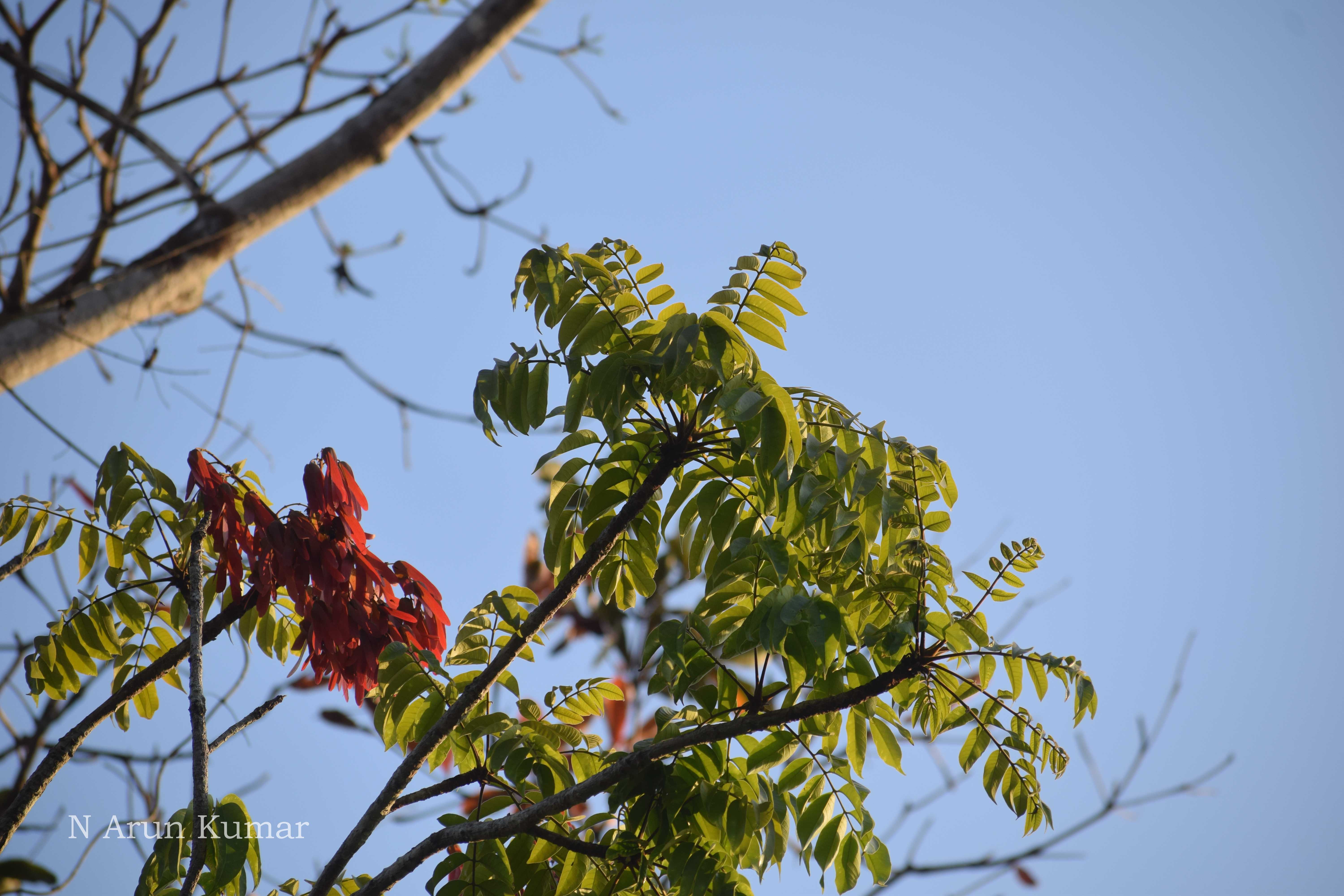 India Flora Online
