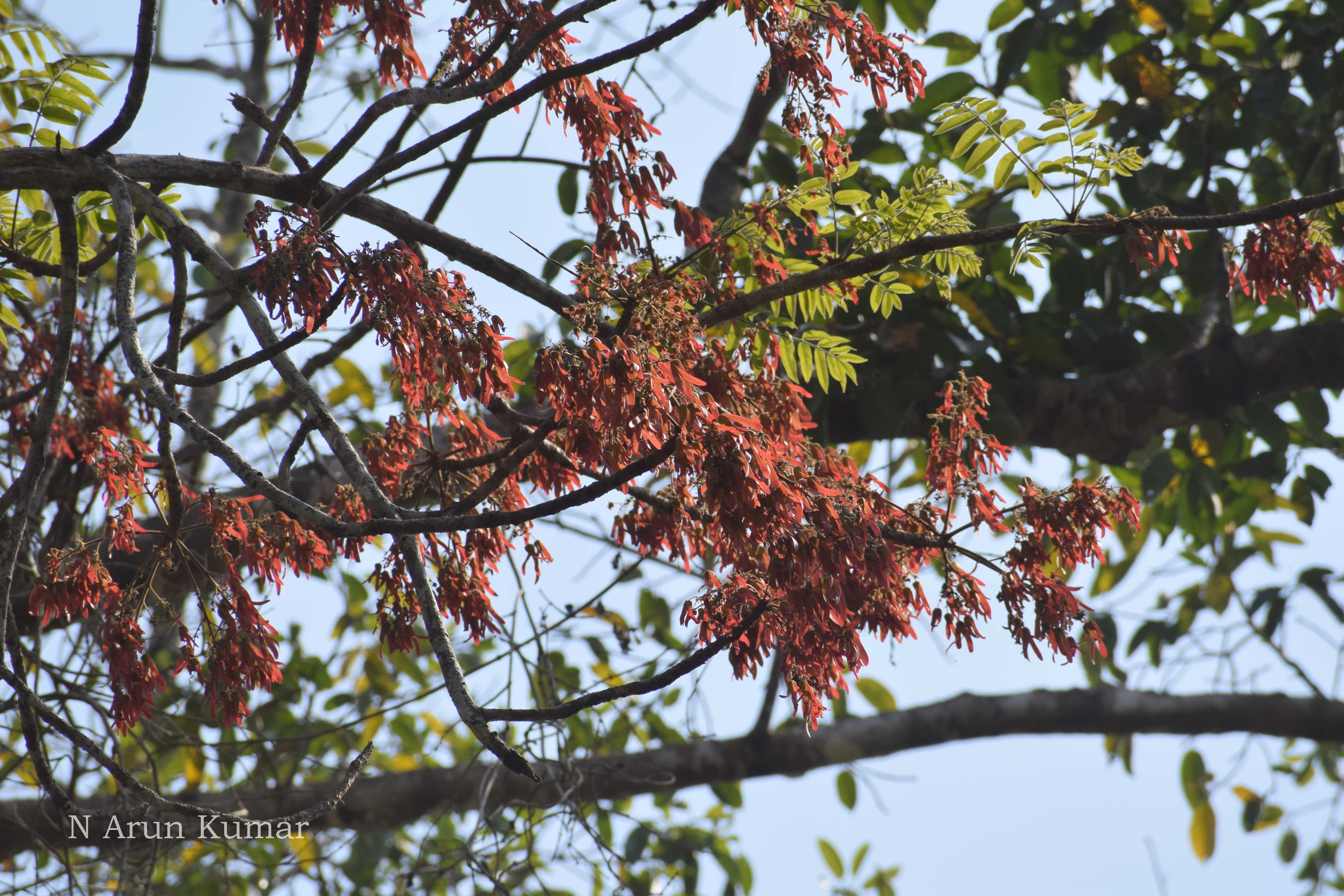 India Flora Online