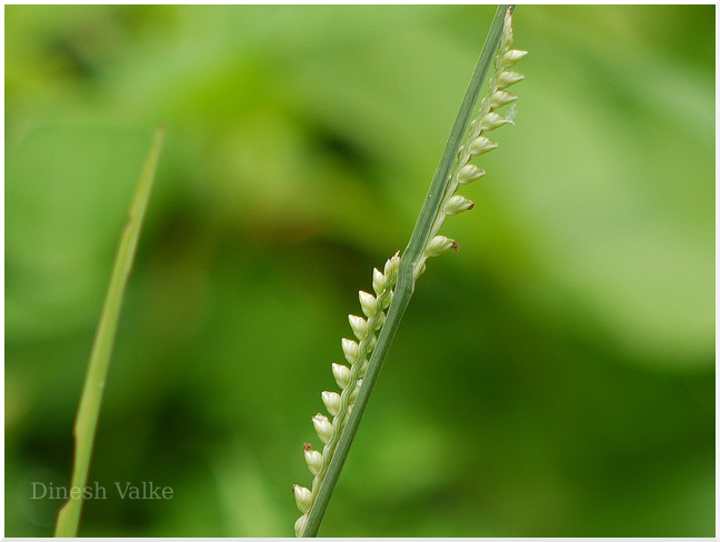 India Flora Online