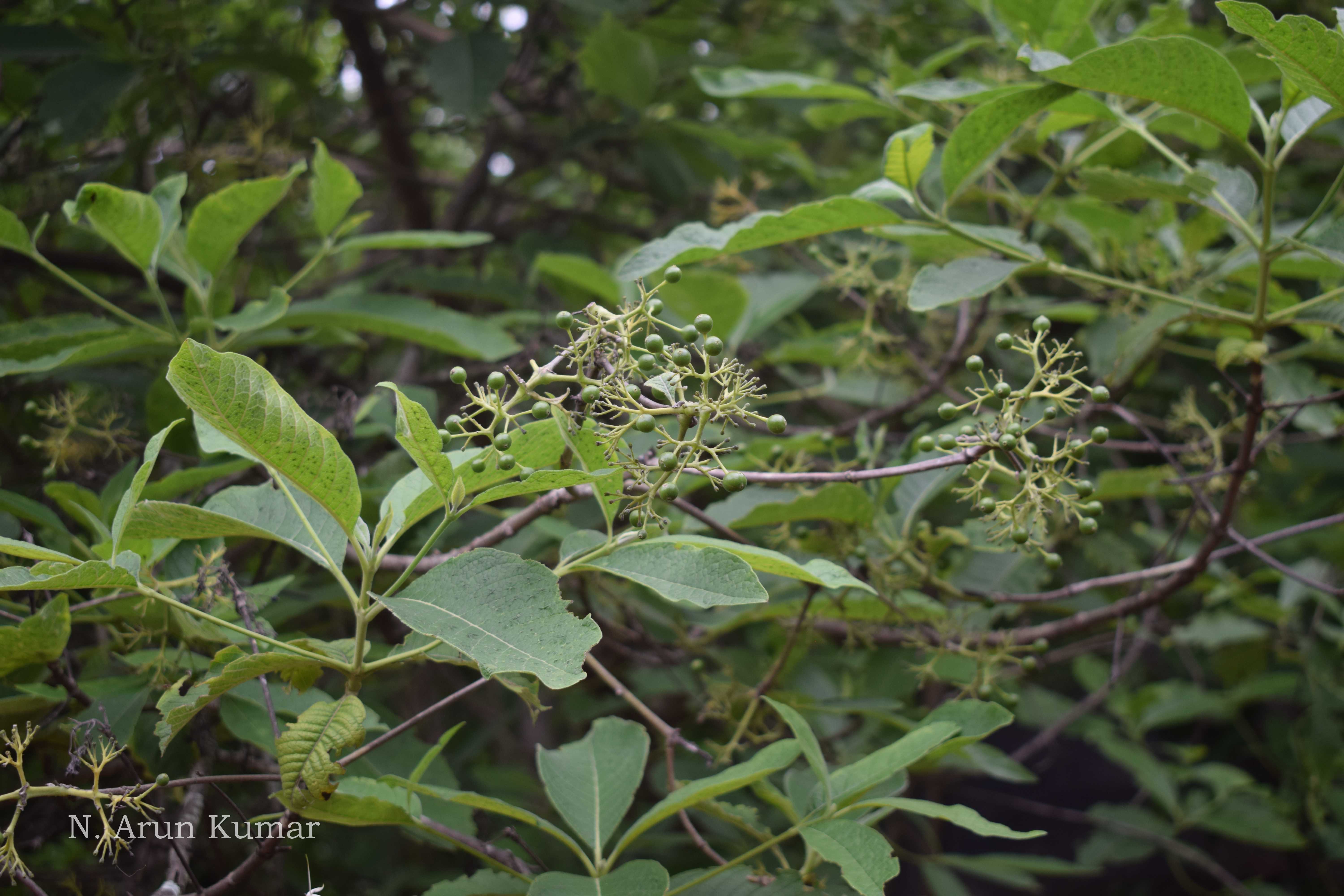 India Flora Online
