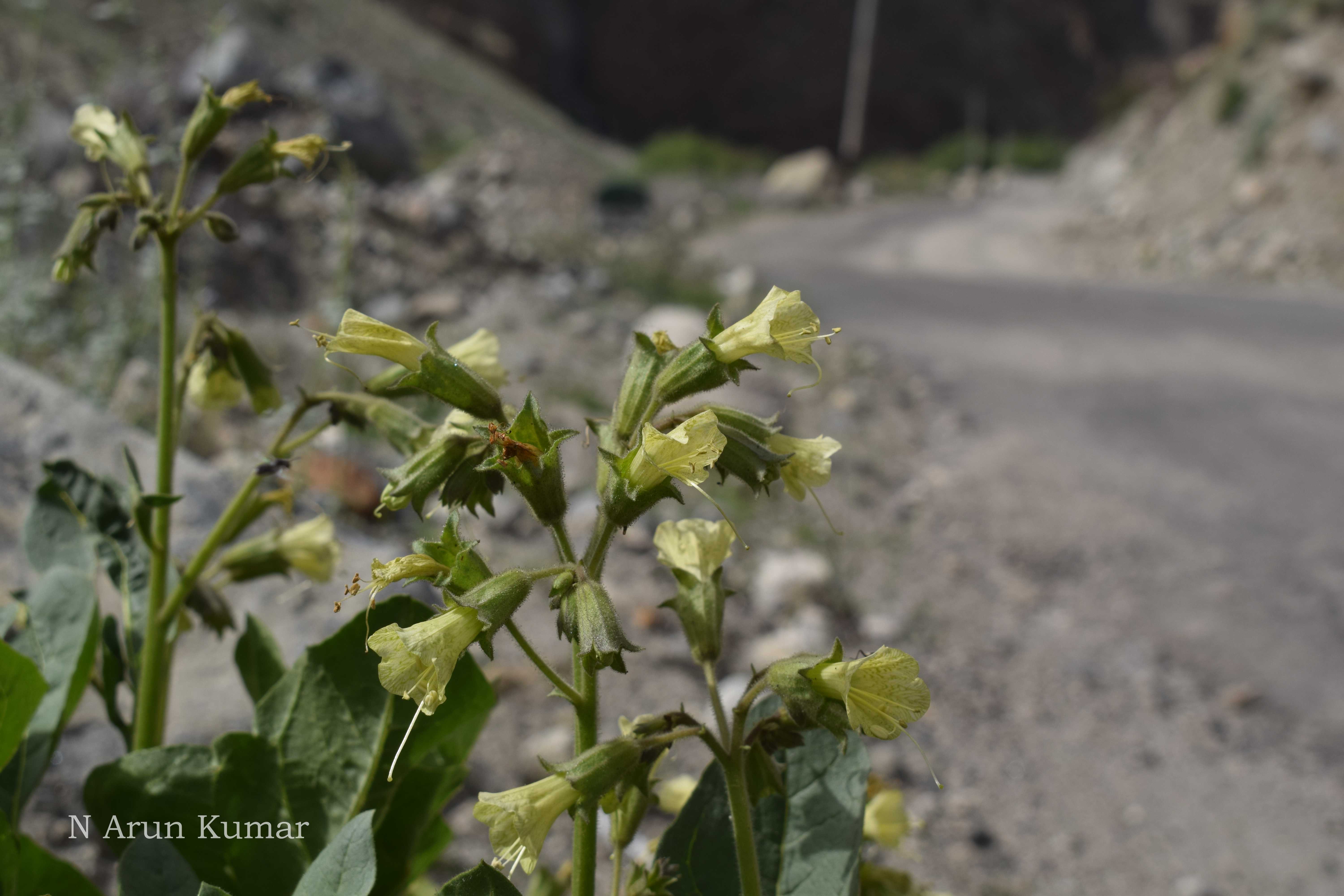 India Flora Online