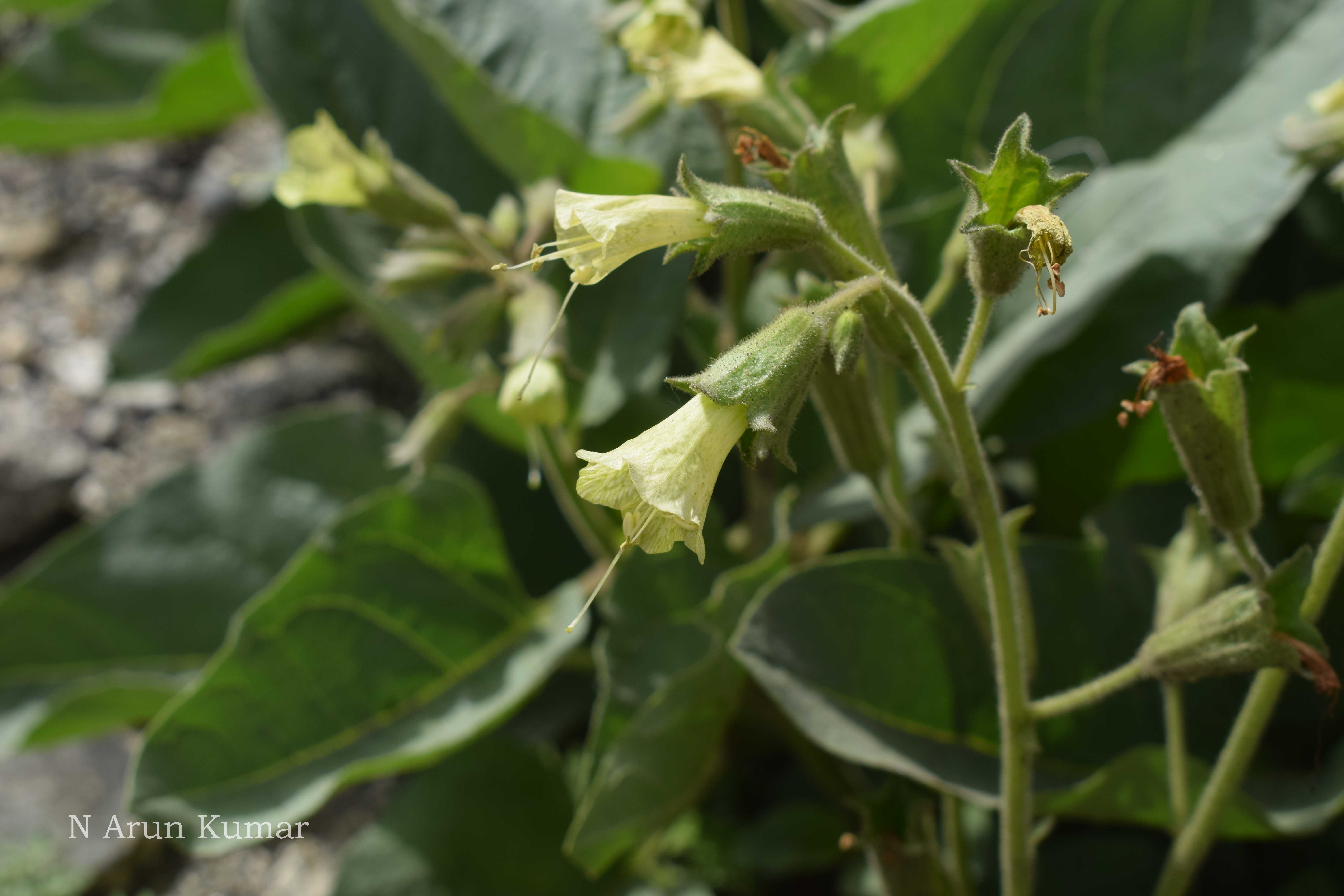 India Flora Online