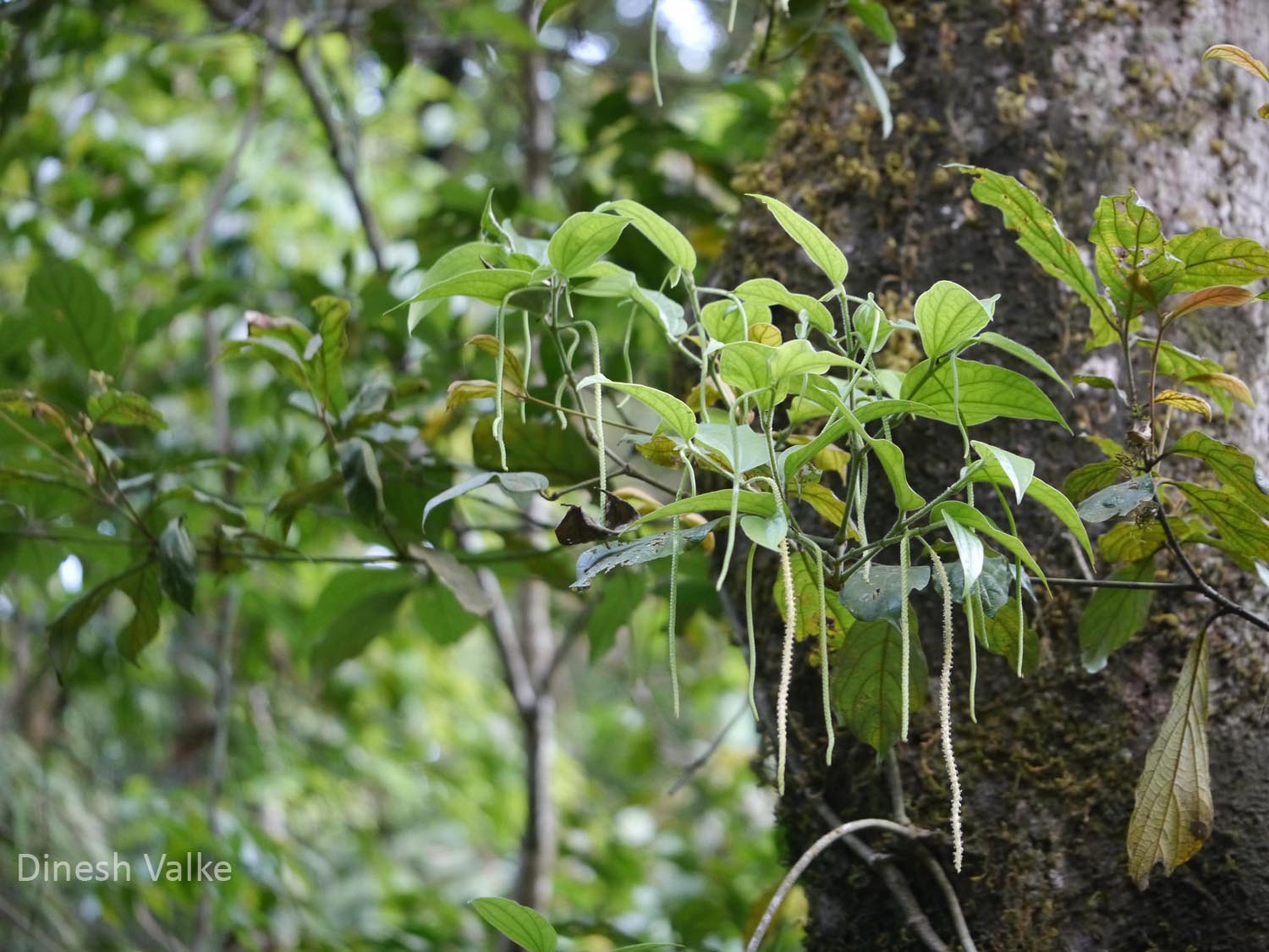 India Flora Online
