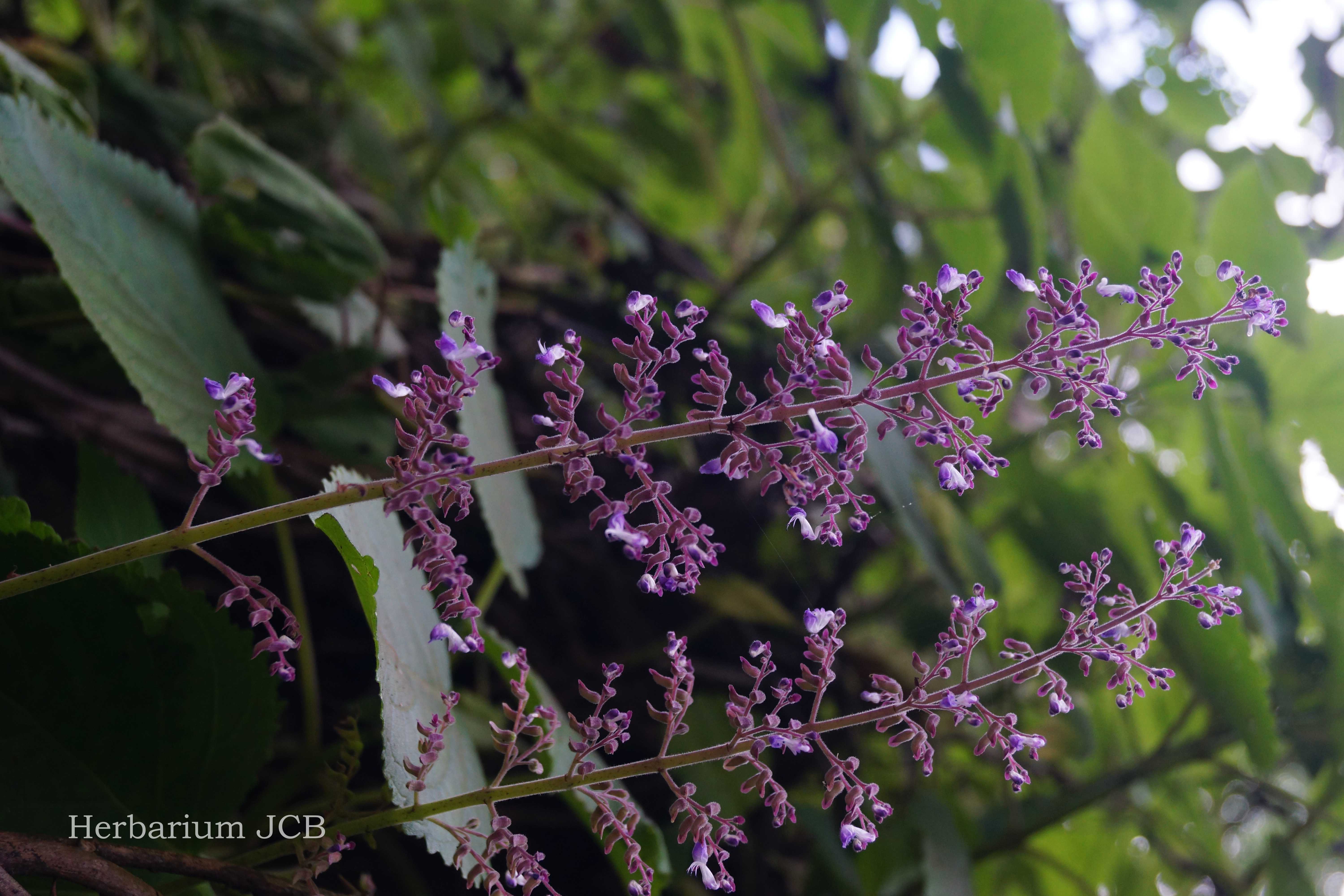 India Flora Online