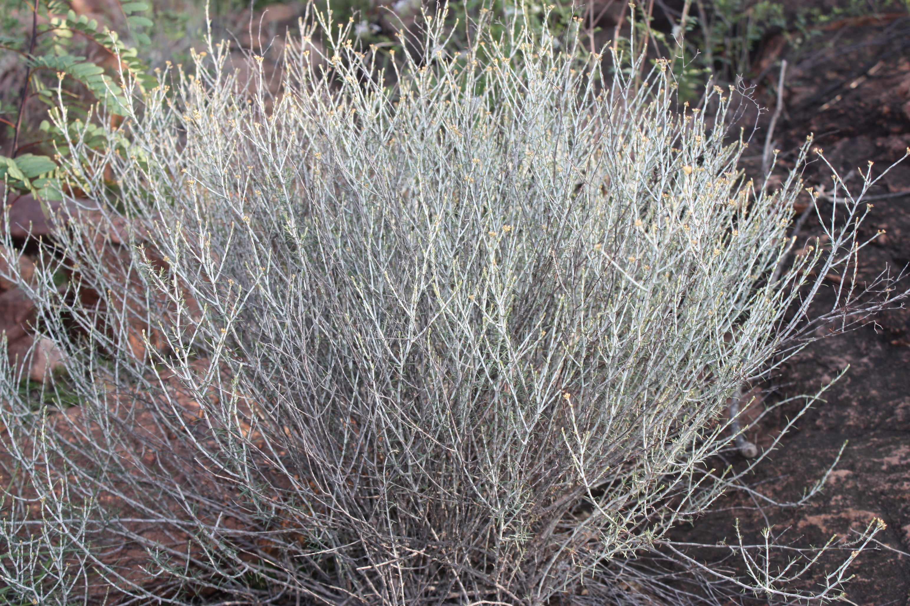 India Flora Online