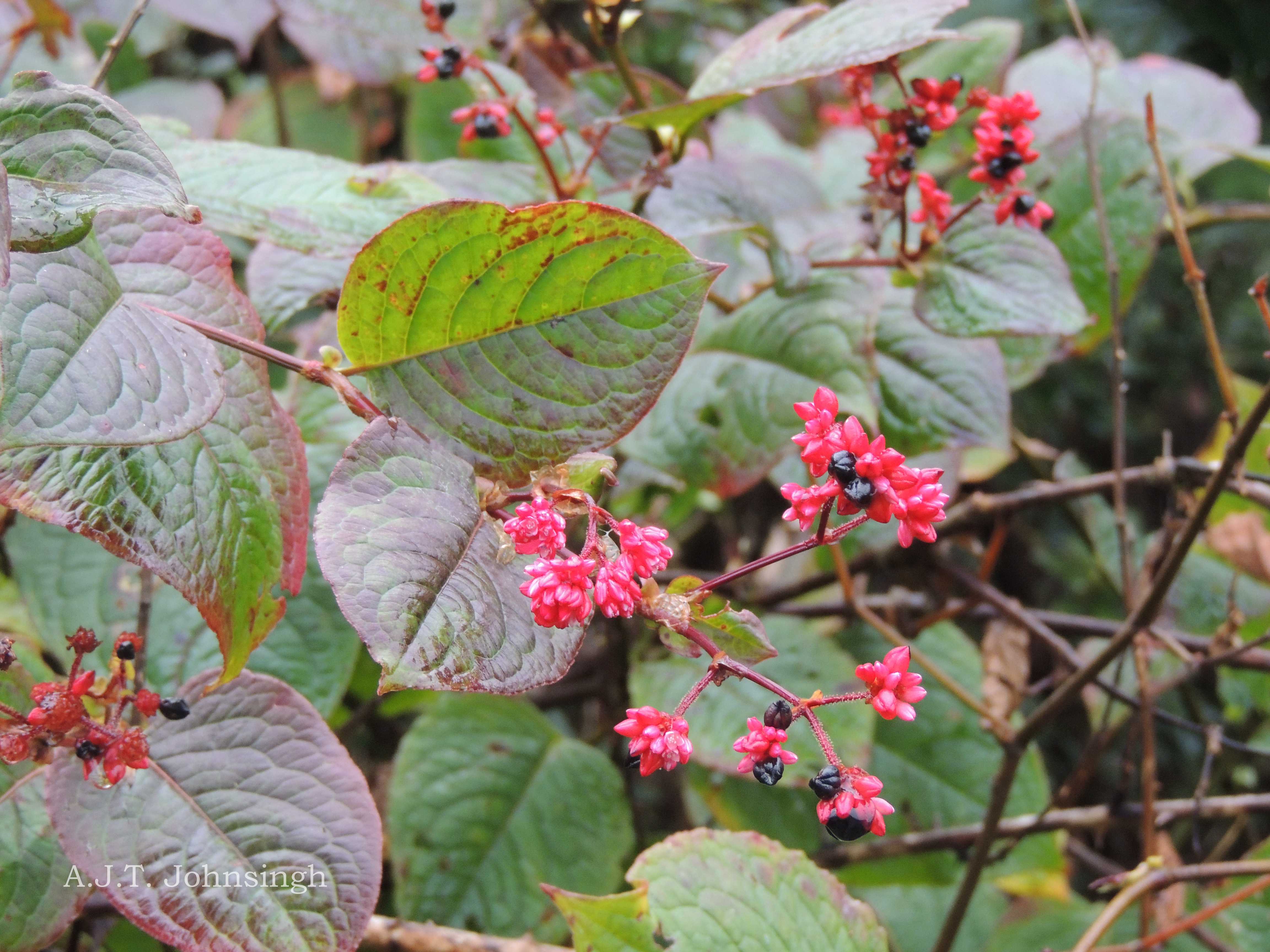 India Flora Online