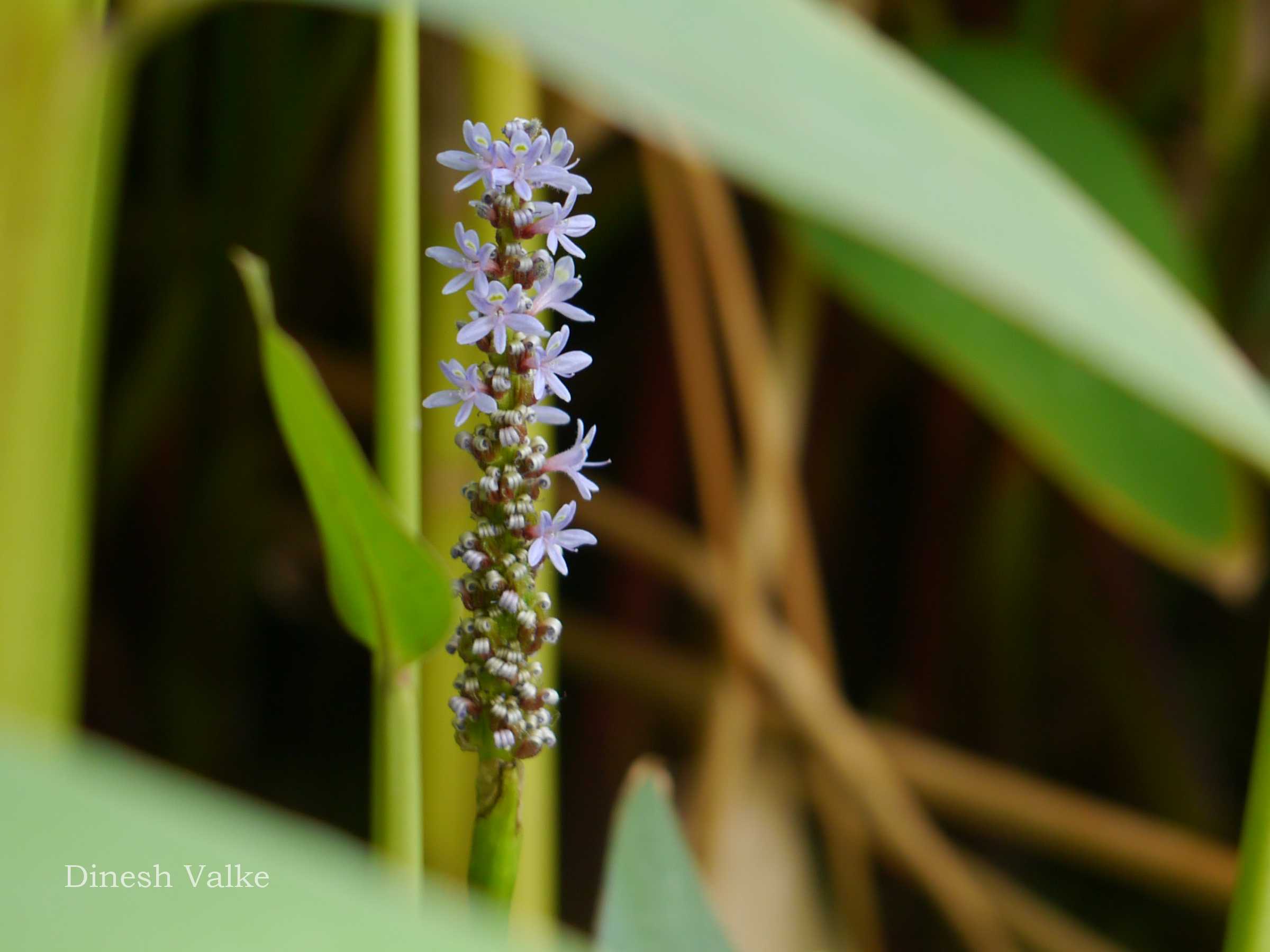 India Flora Online