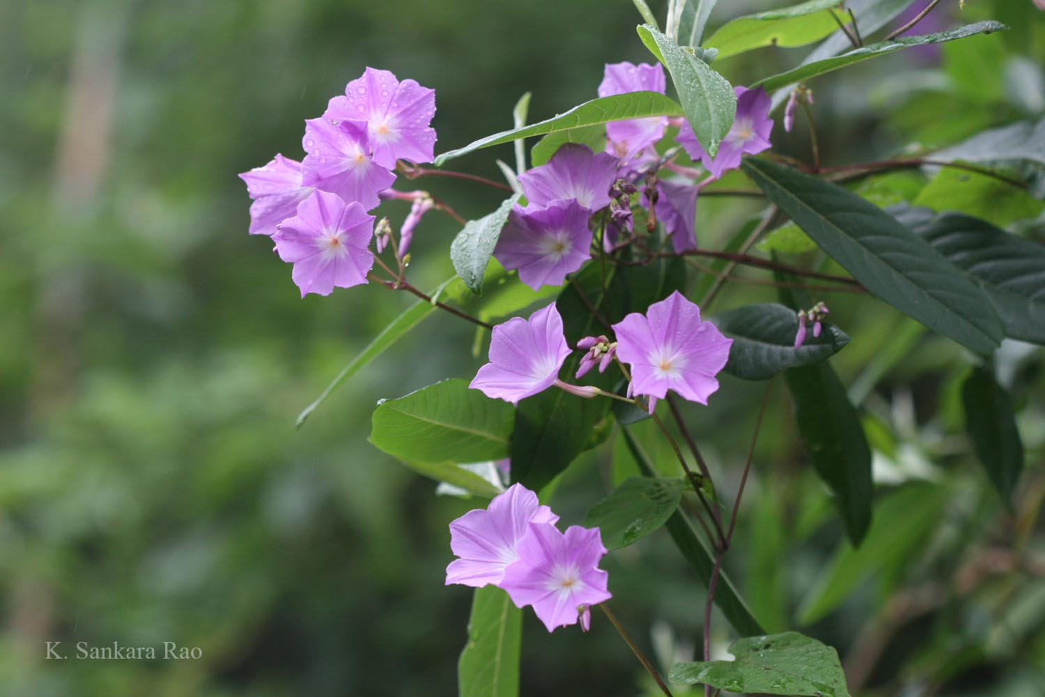 India Flora Online