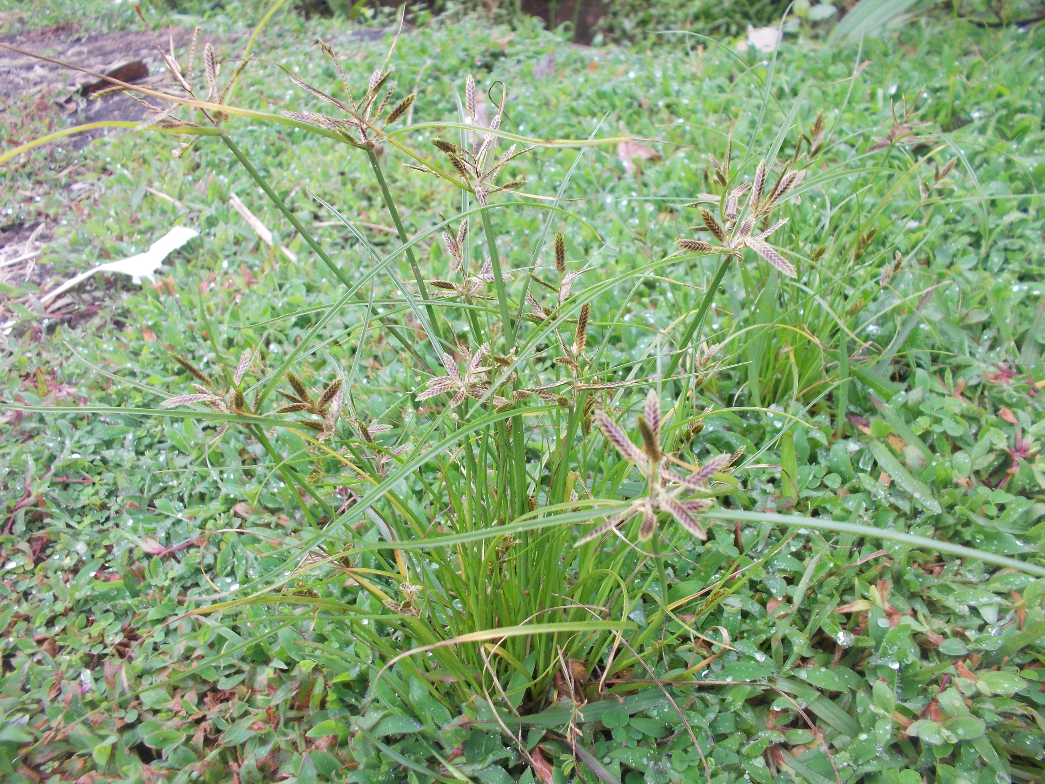 India Flora Online
