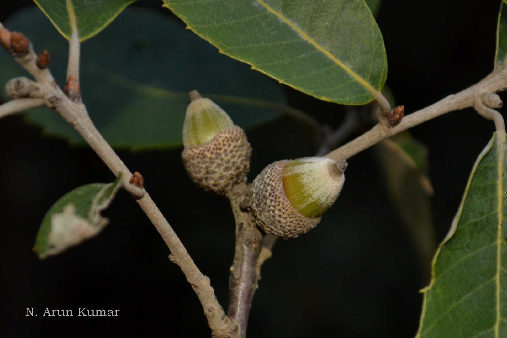 India Flora Online