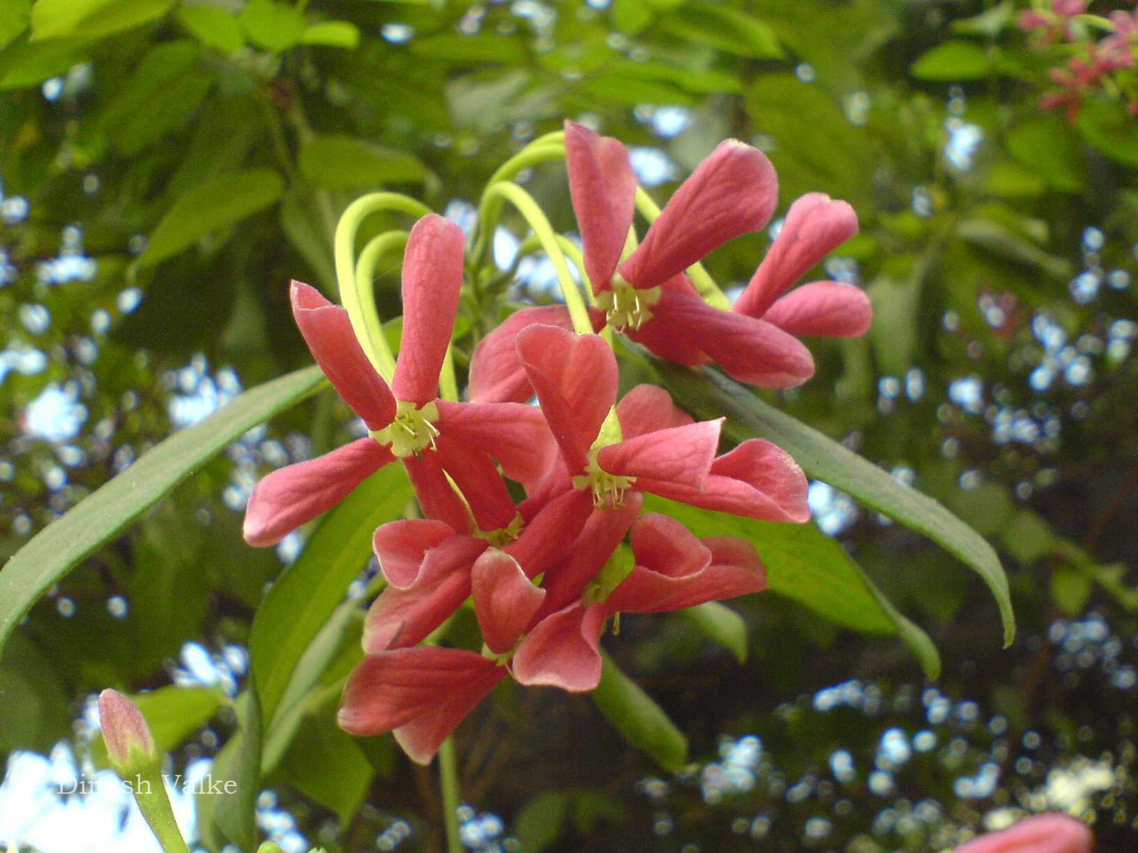 India Flora Online