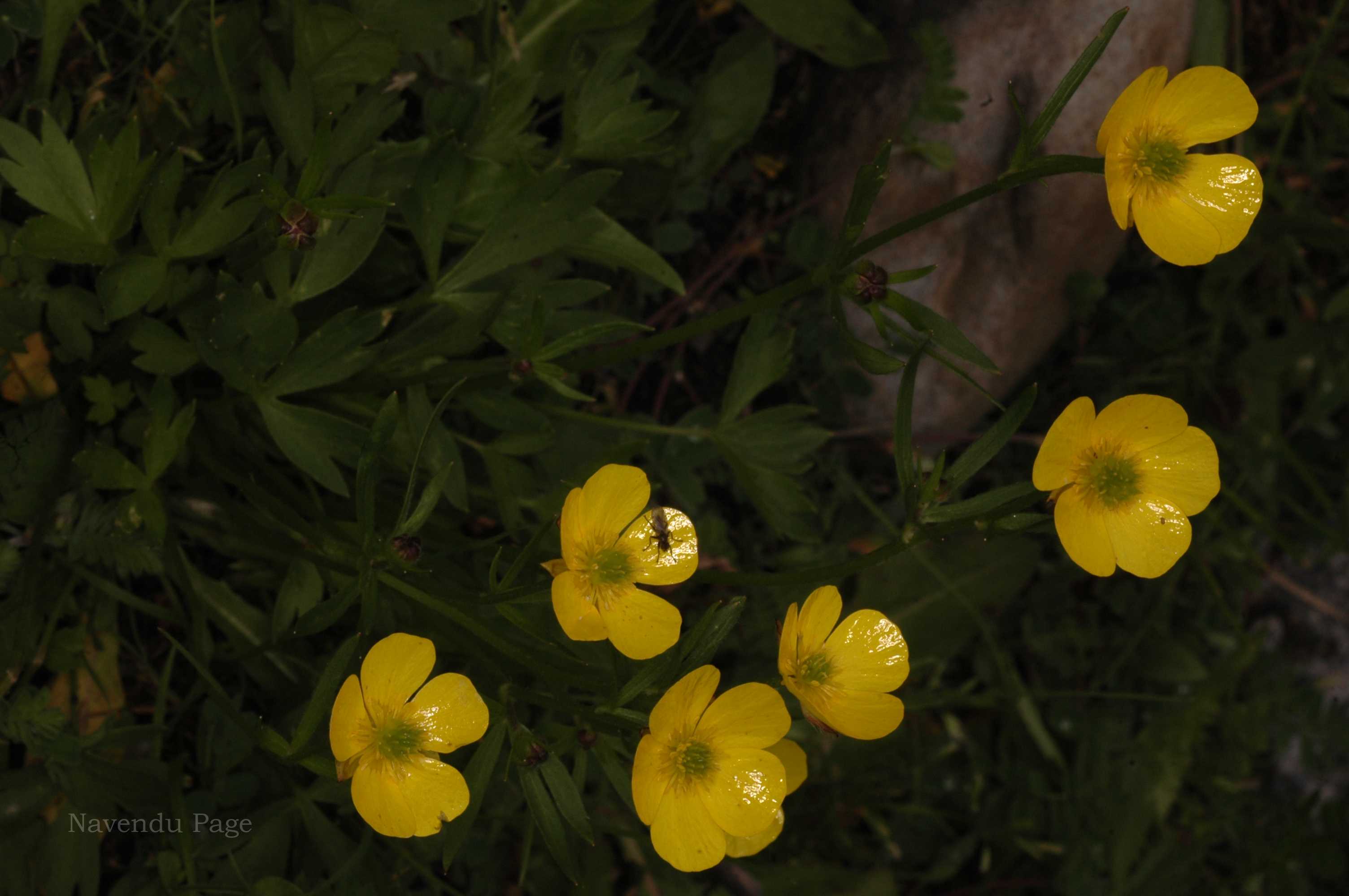 India Flora Online