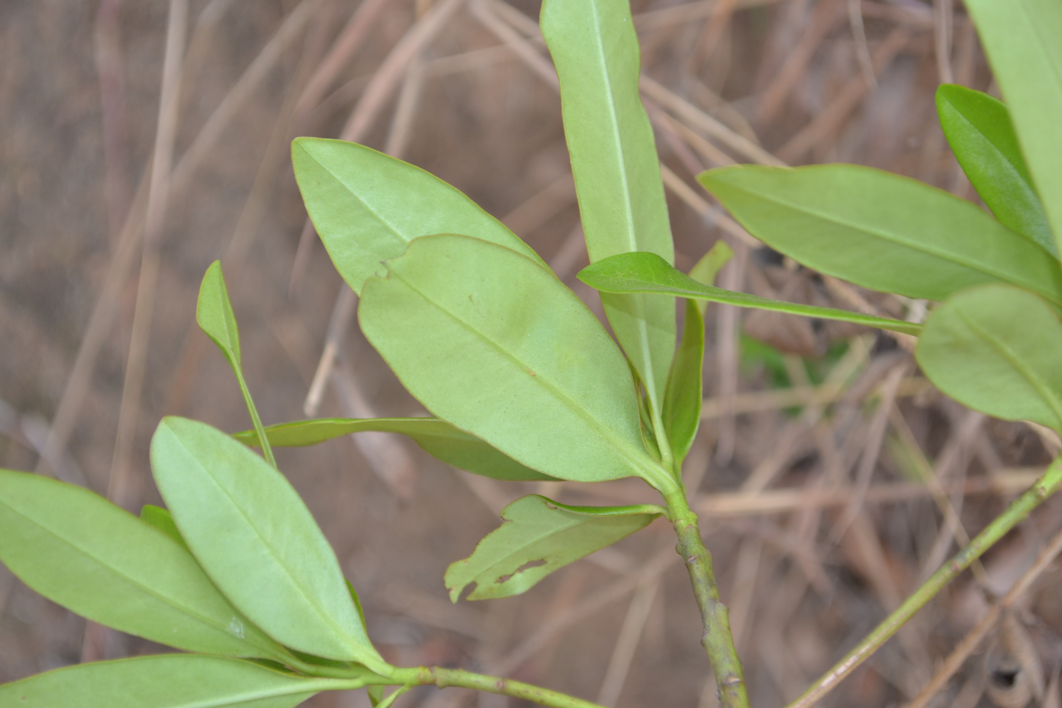India Flora Online