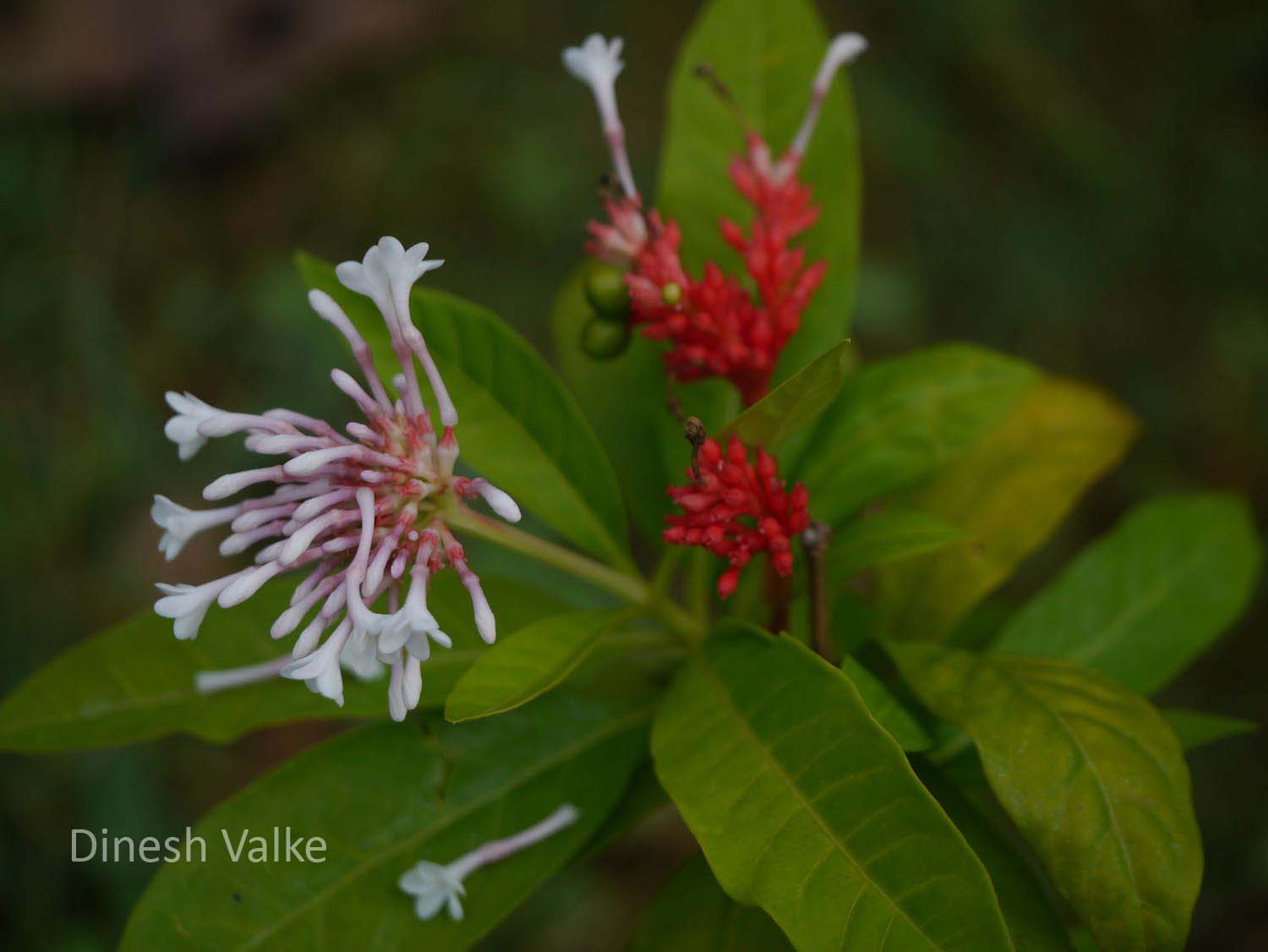 India Flora Online