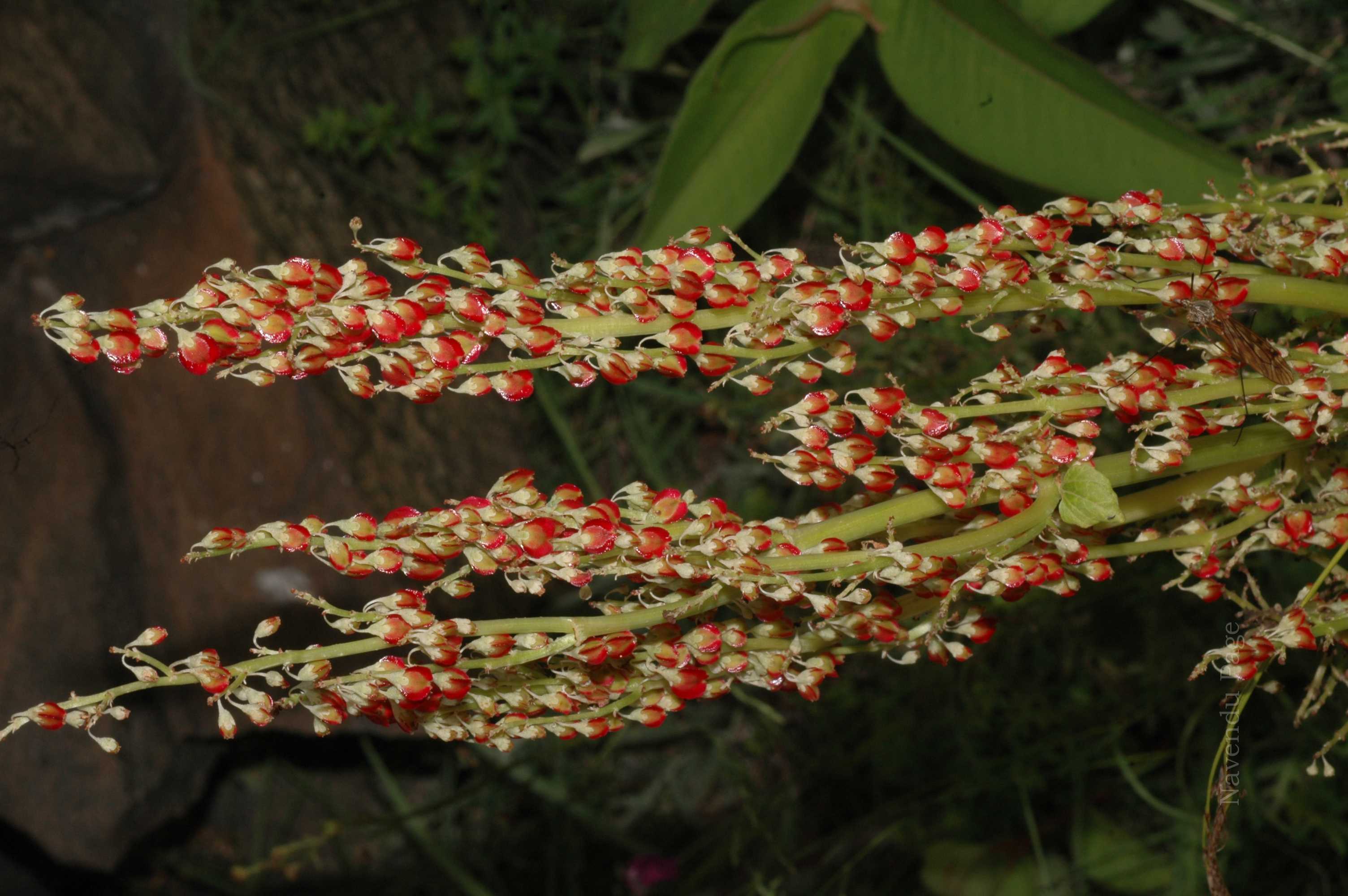 India Flora Online
